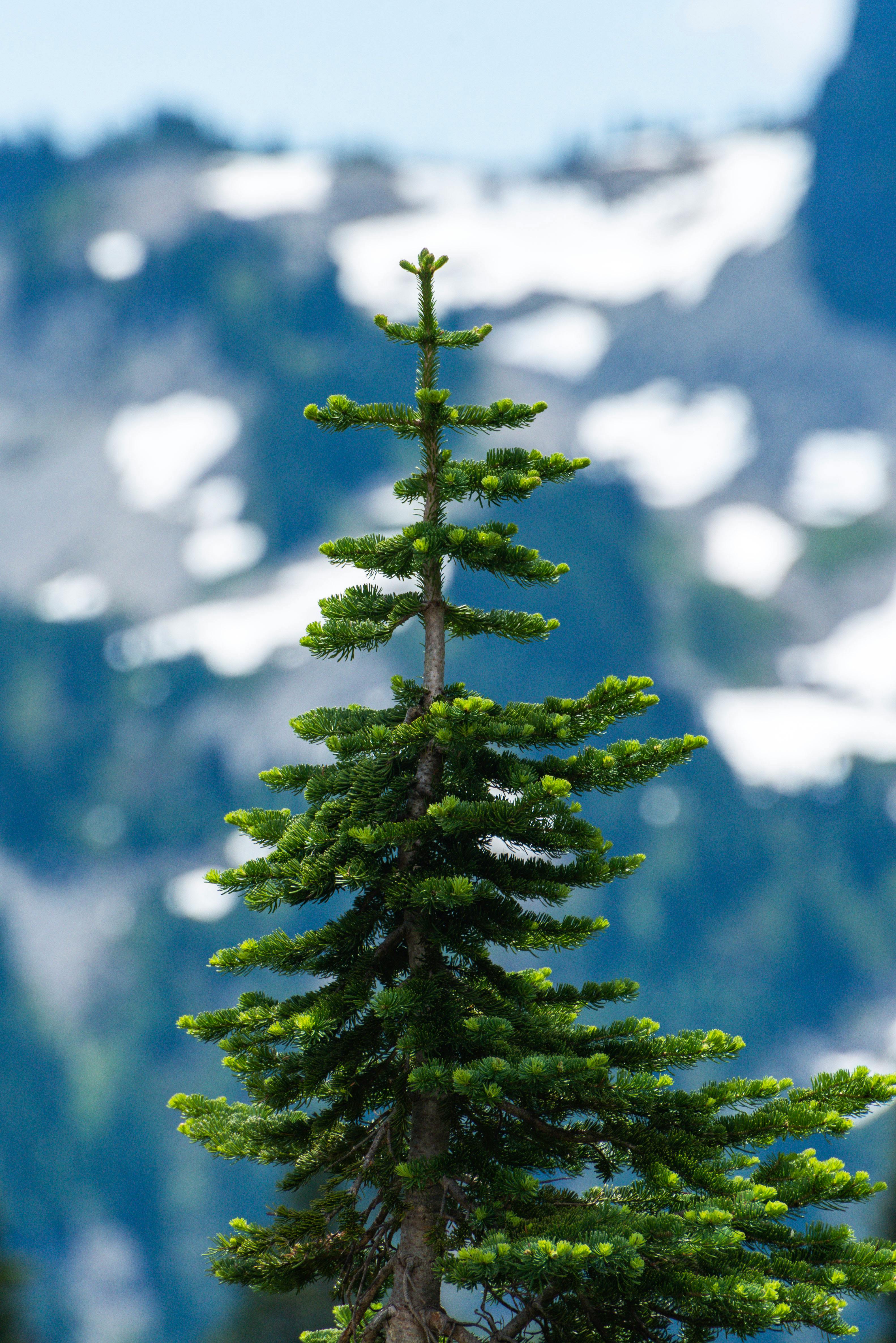 Green Tree with Mountain View · Free Stock Photo