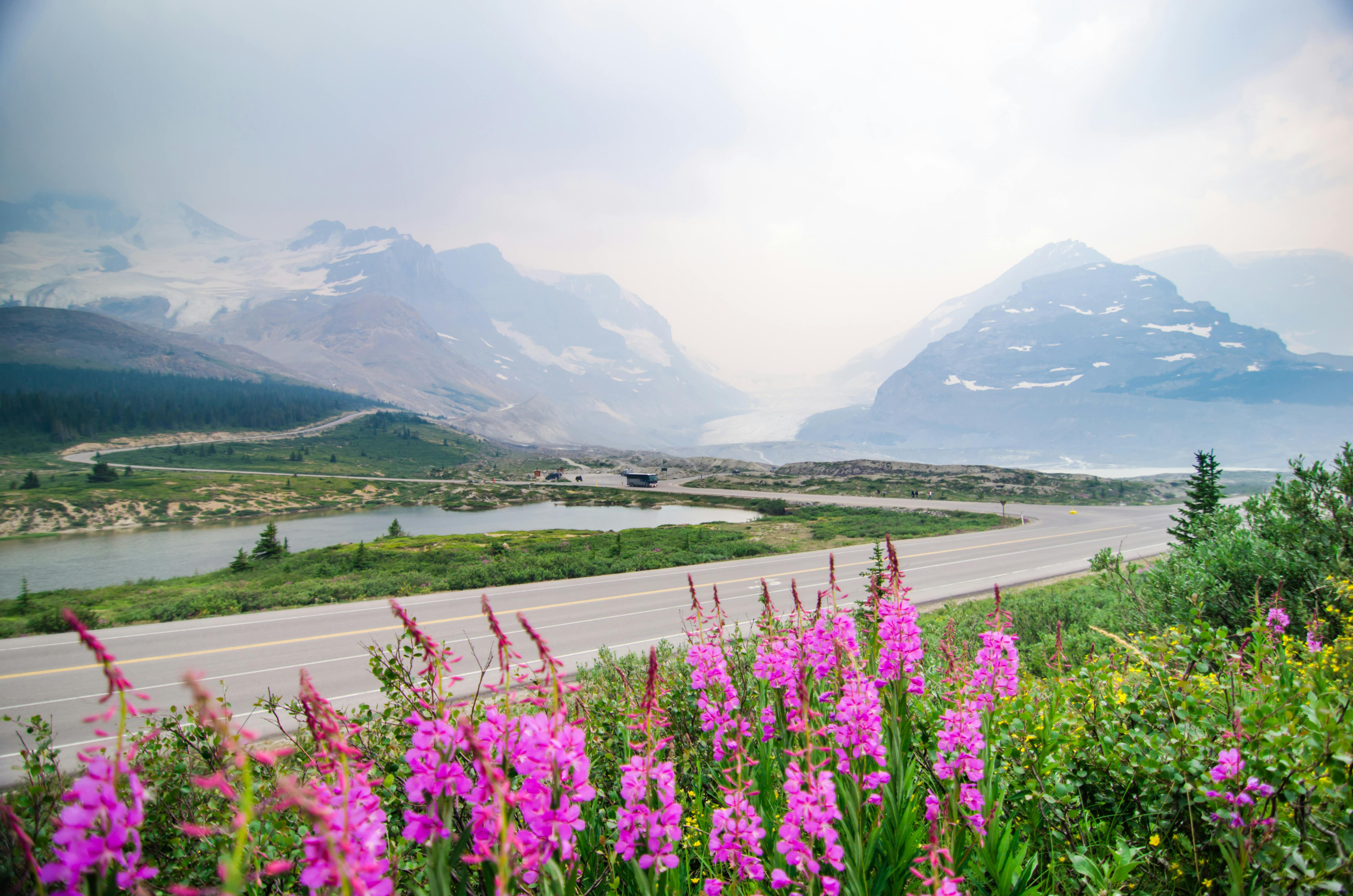 Flowers near Road in Mountains · Free Stock Photo