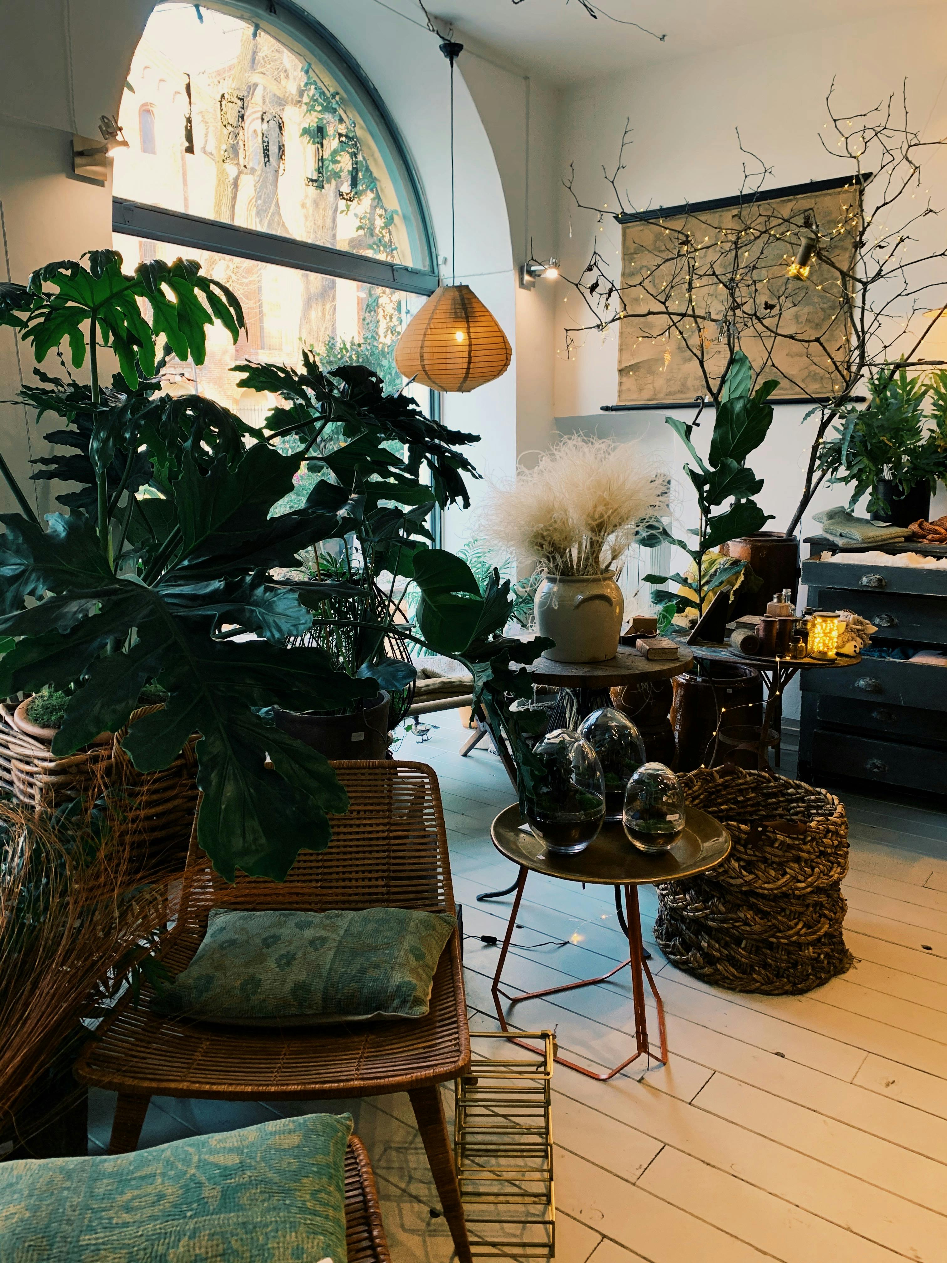 Plant Filled Interior Design of A Room · Free Stock Photo