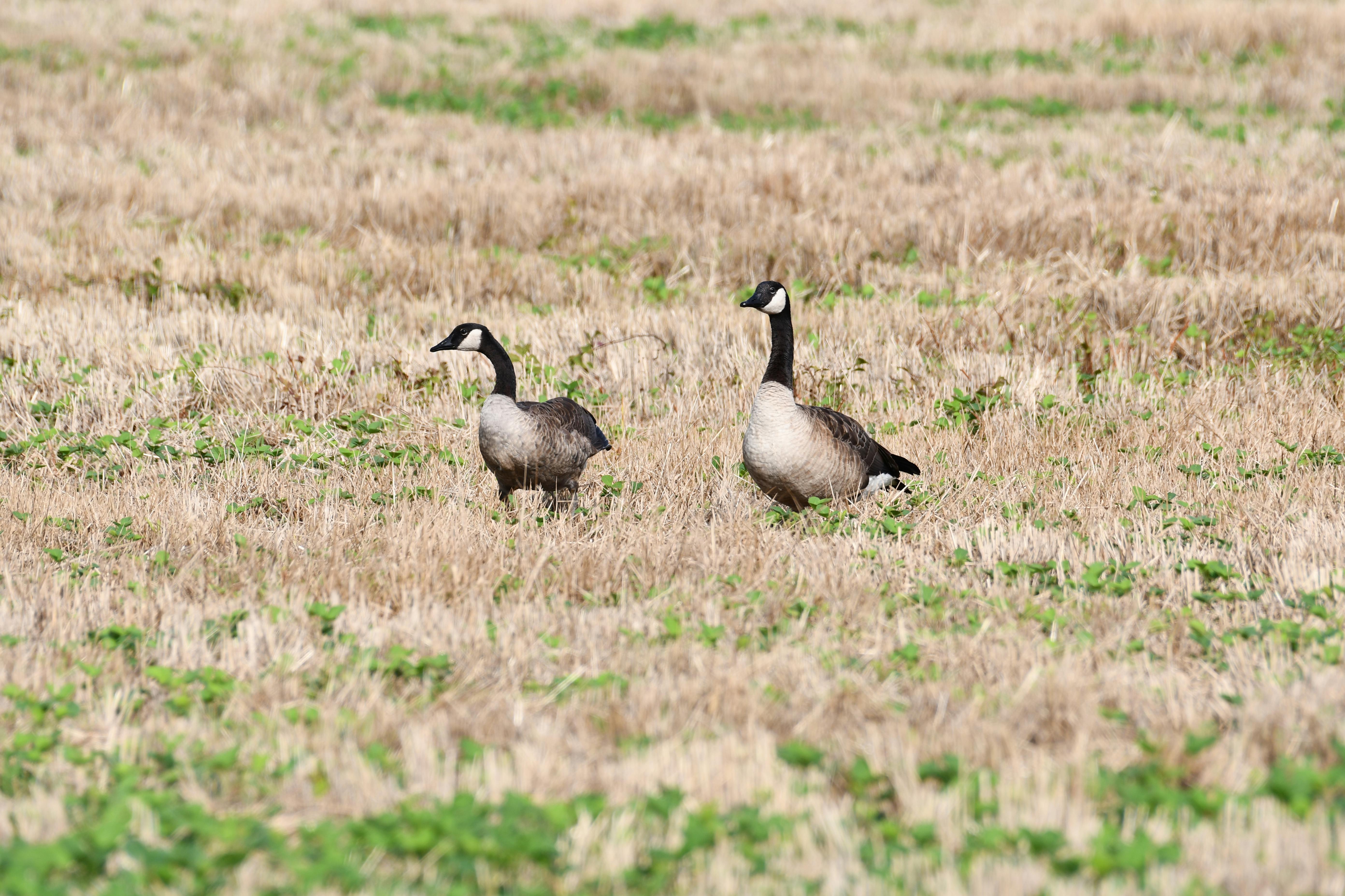 Photo of Canadian Geese on a Field · Free Stock Photo