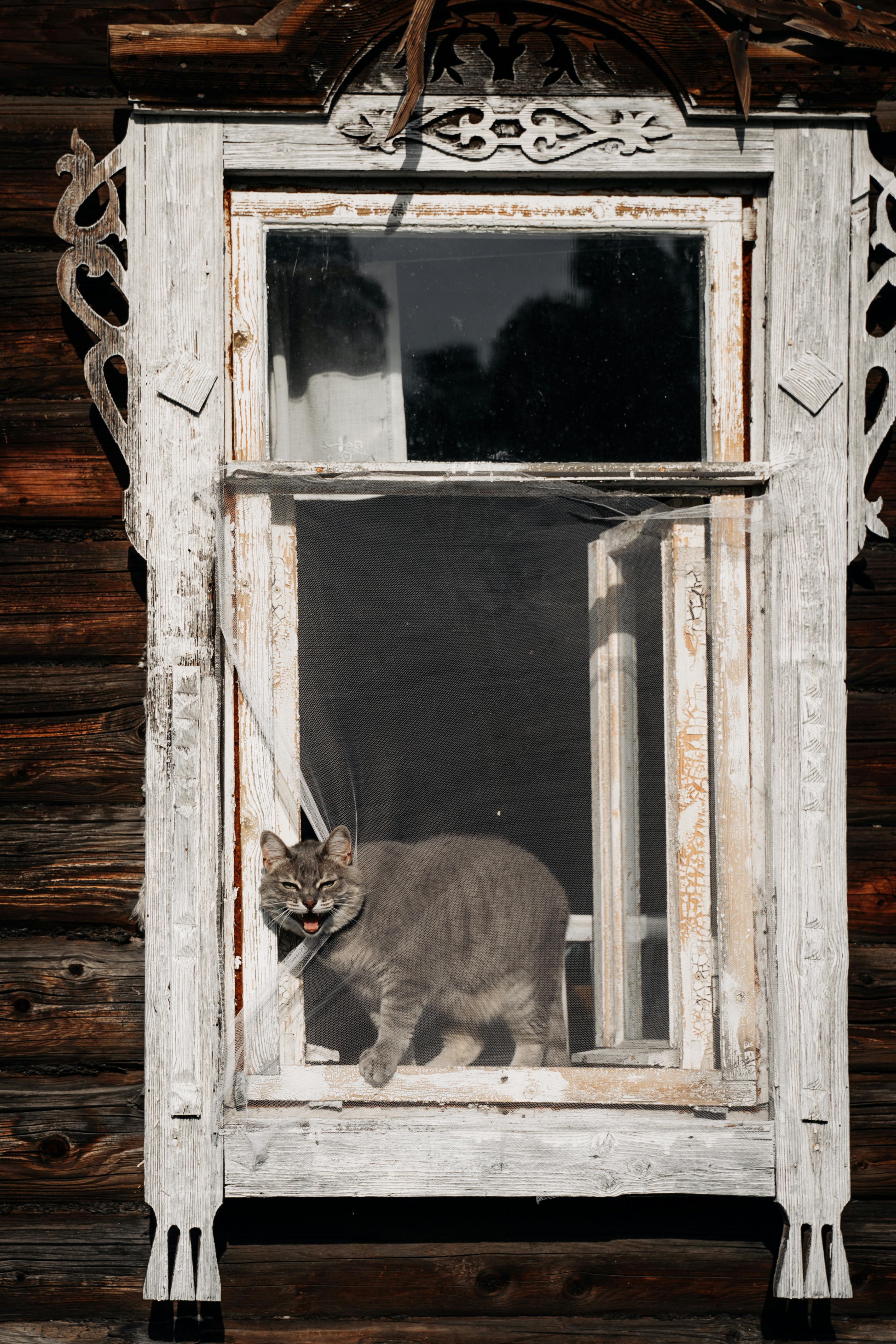Two Cats at Window · Free Stock Photo