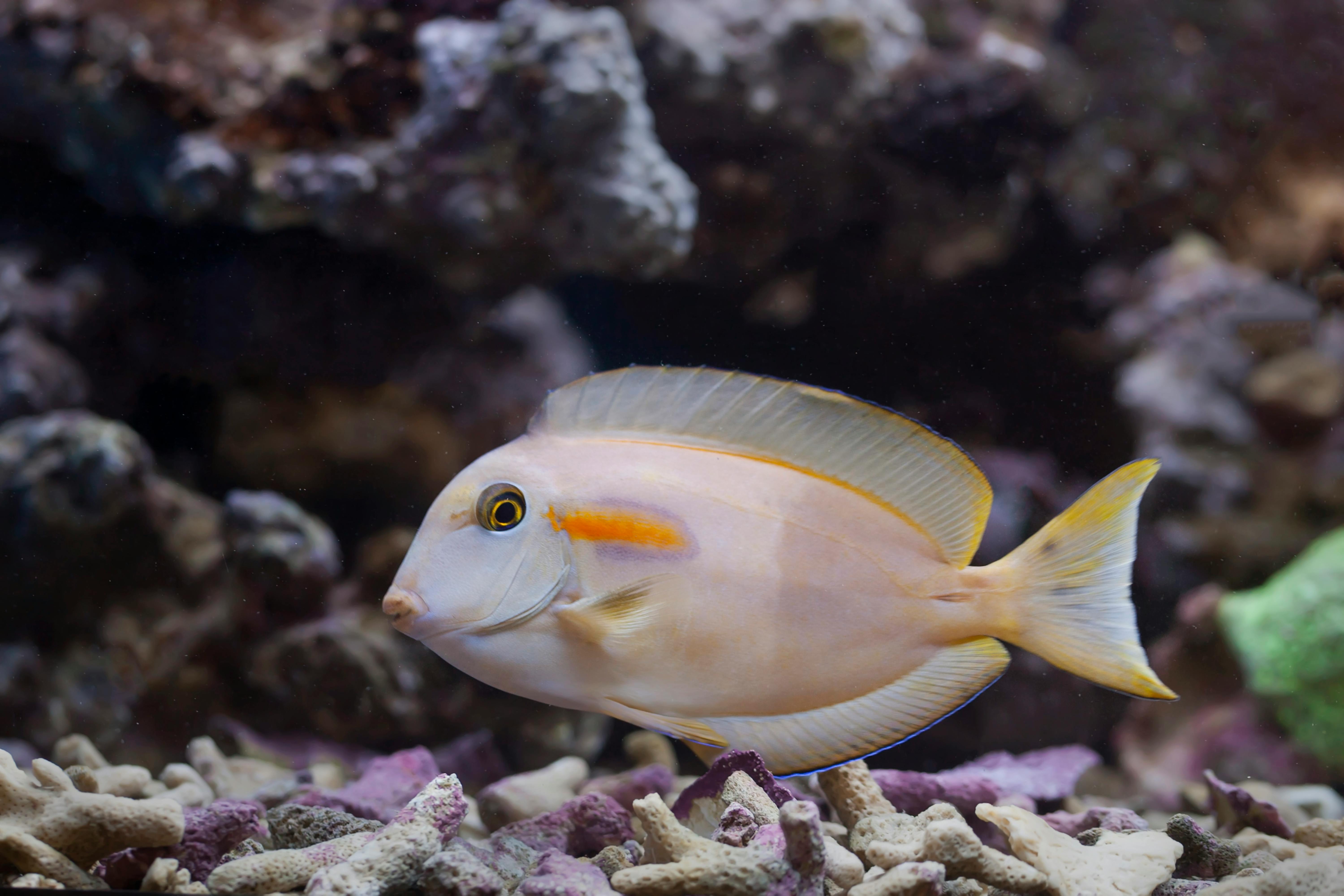 Surgeonfishes Photos, Download Free Surgeonfishes Stock Photos & HD Images