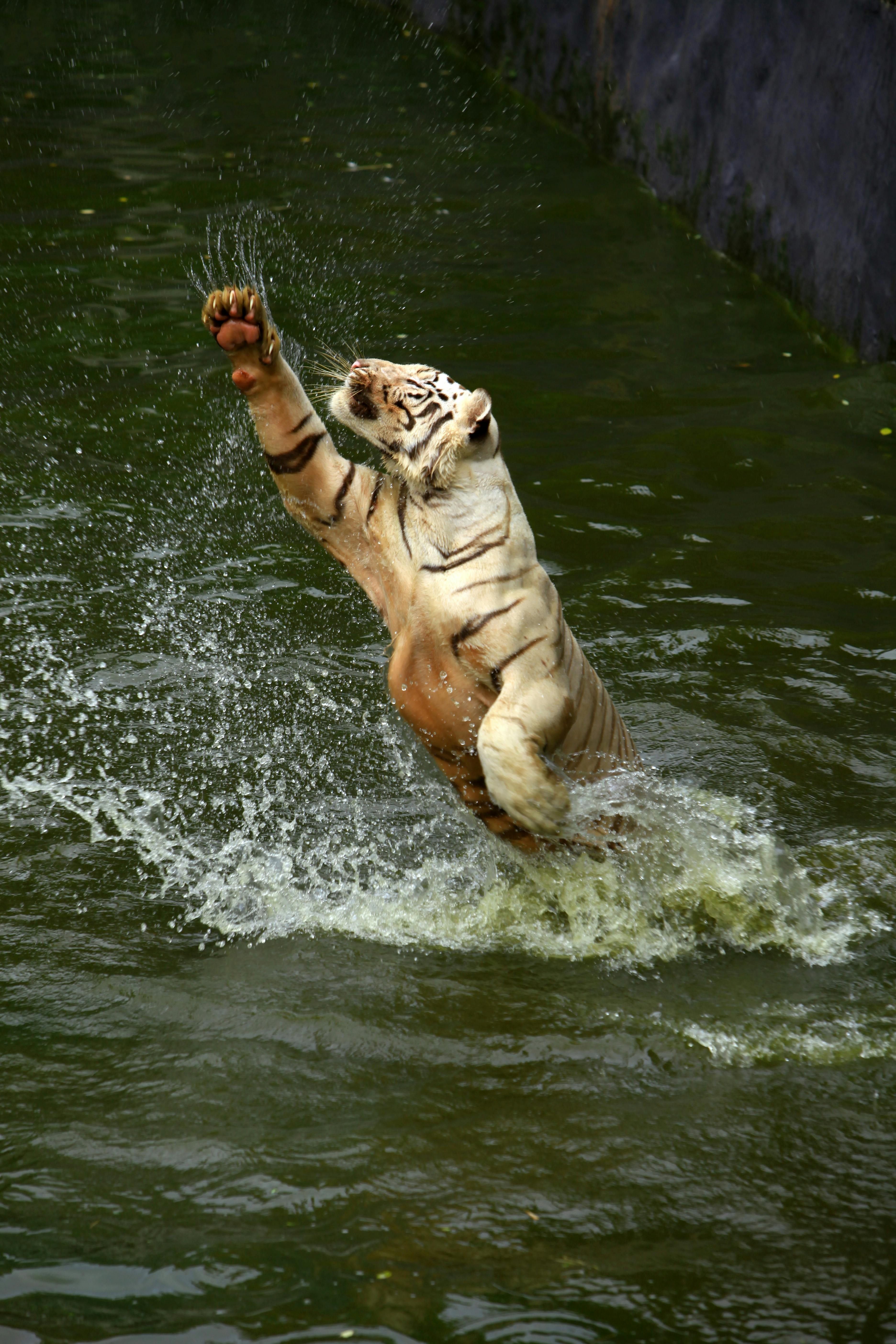 White Tiger Jumping Out Of Water
