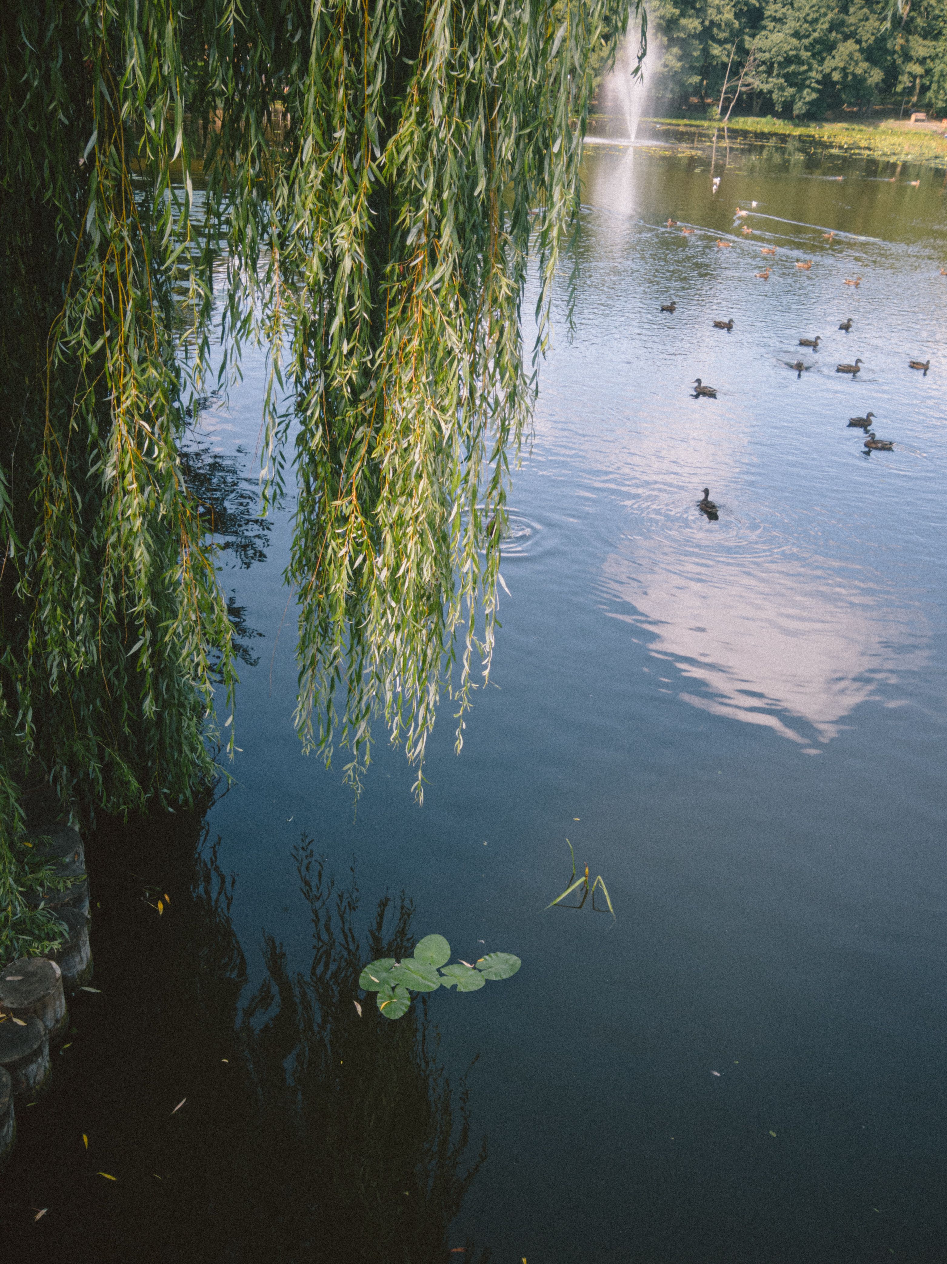 Pond in Park · Free Stock Photo