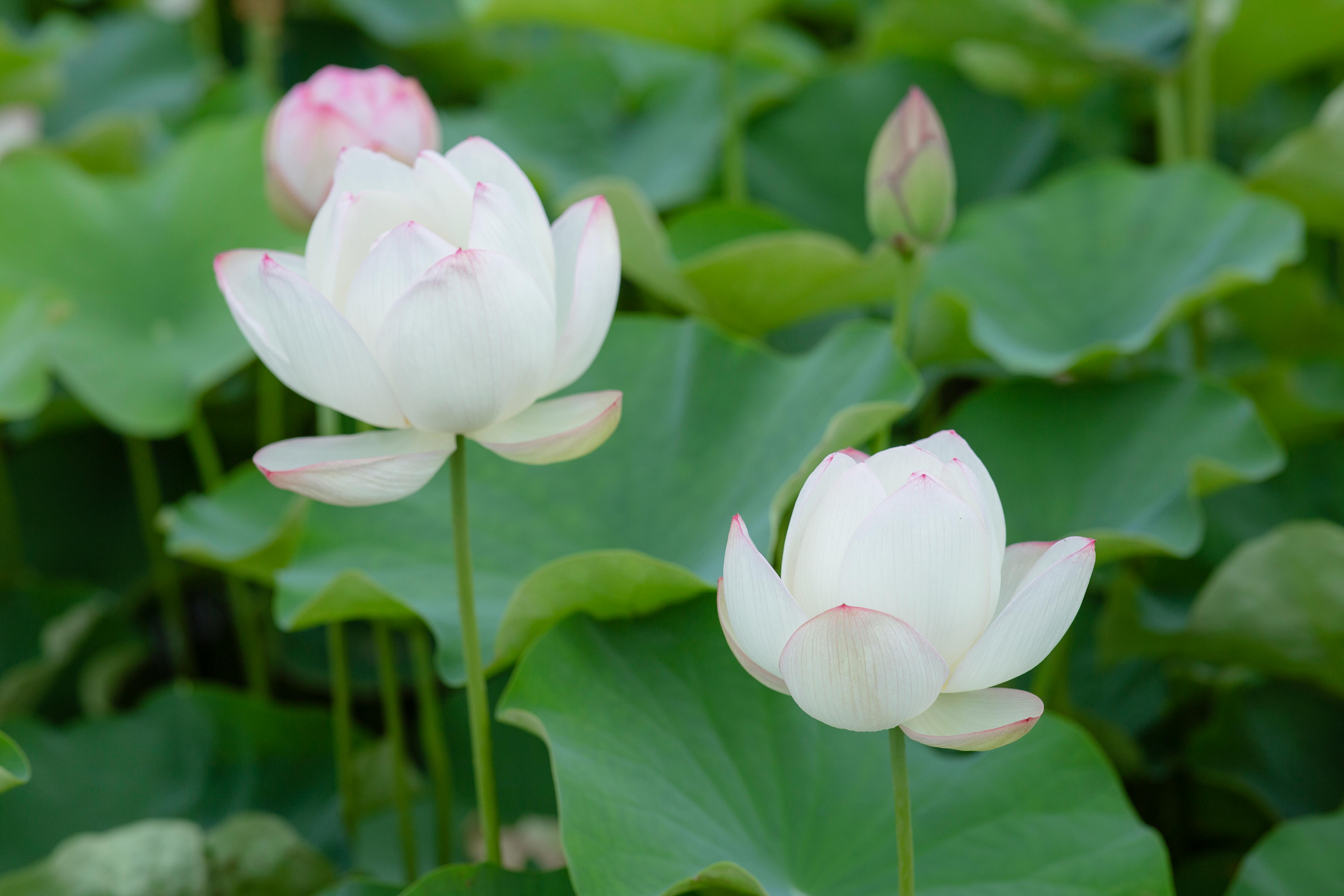 Grow and Care for African Marigold Flower Easily