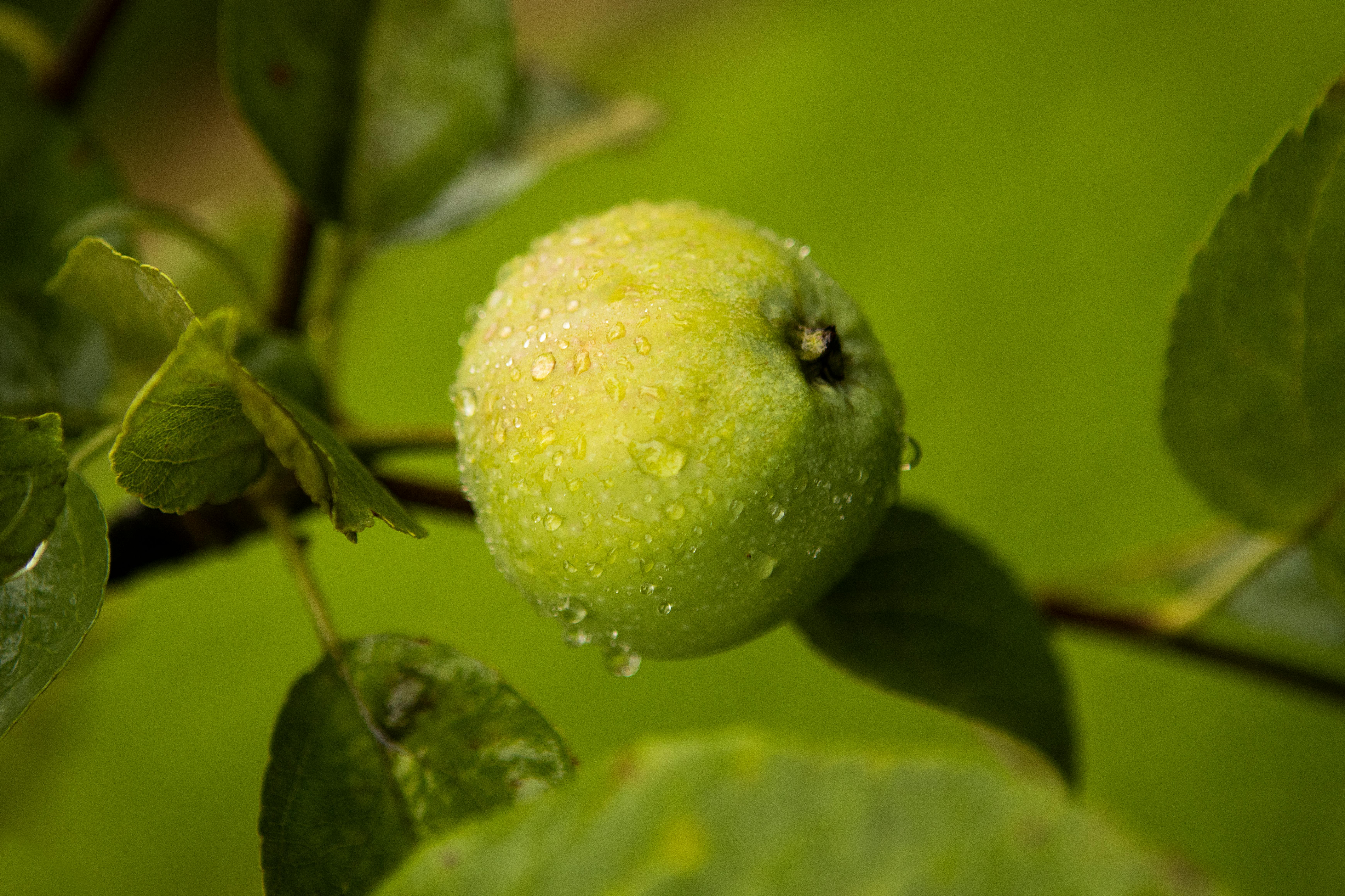 Green Apple Fruit in Close-Up Photography · Free Stock Photo