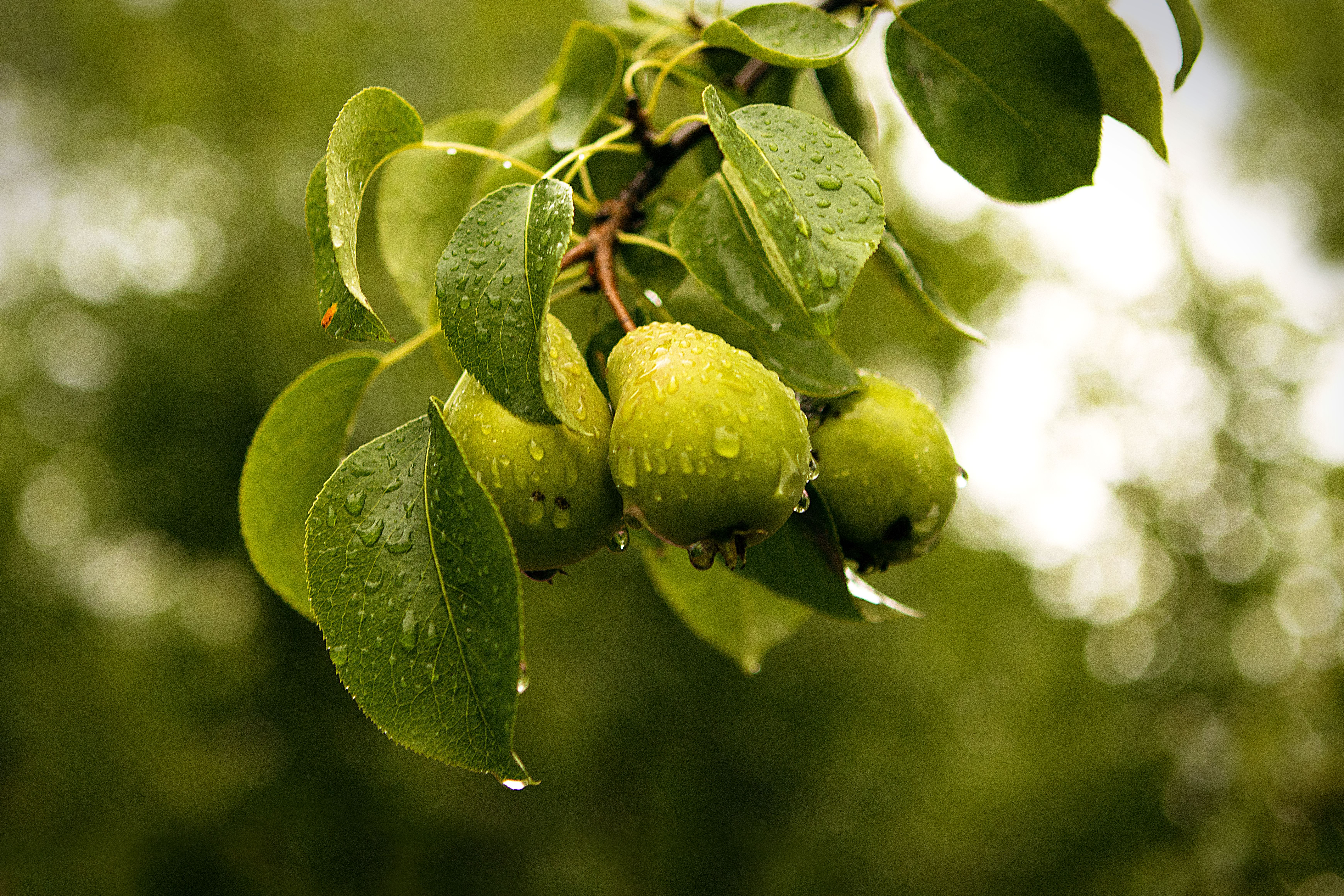 Pears Growing on Tree · Free Stock Photo