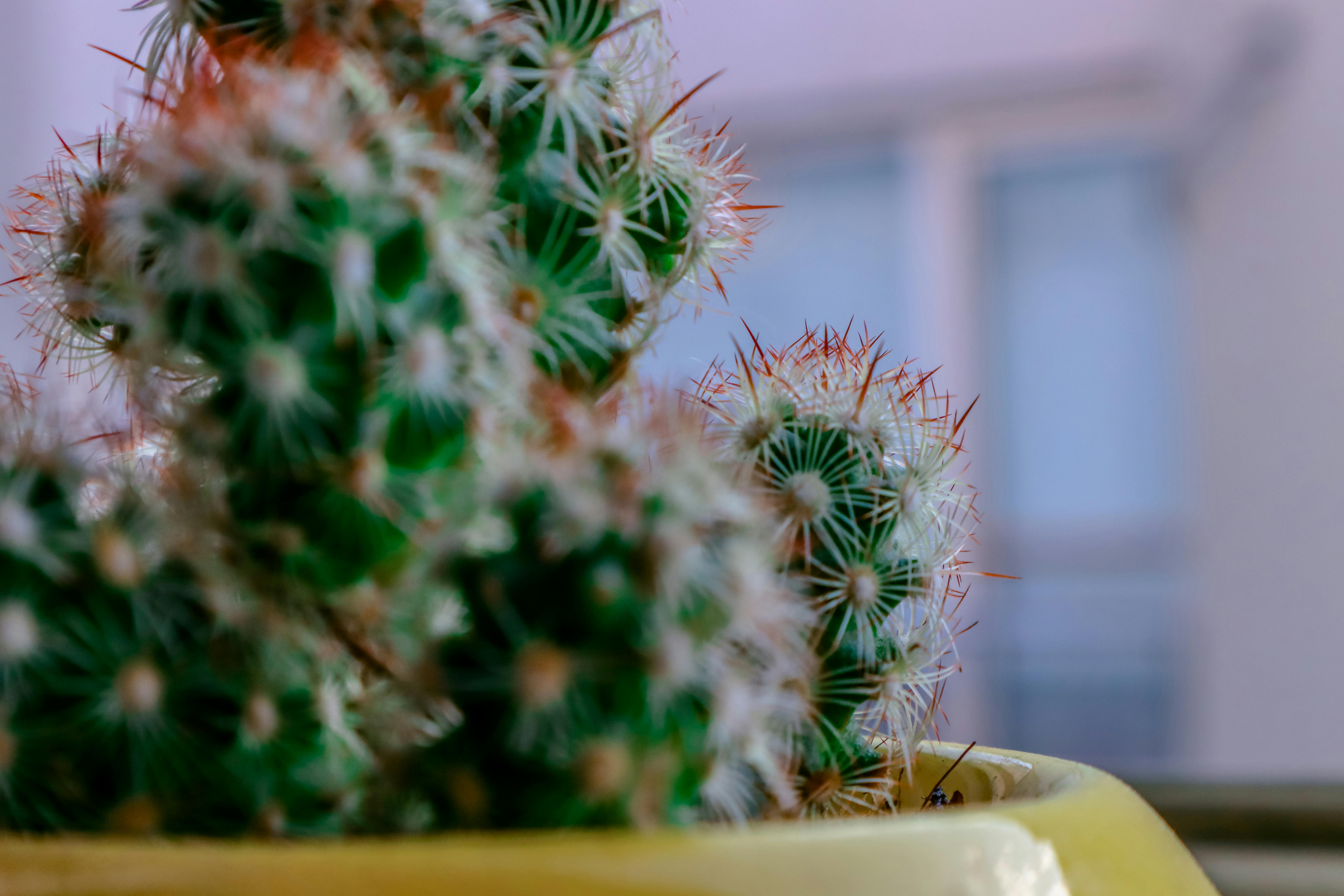 Cacti in Close Up Photography · Free Stock Photo