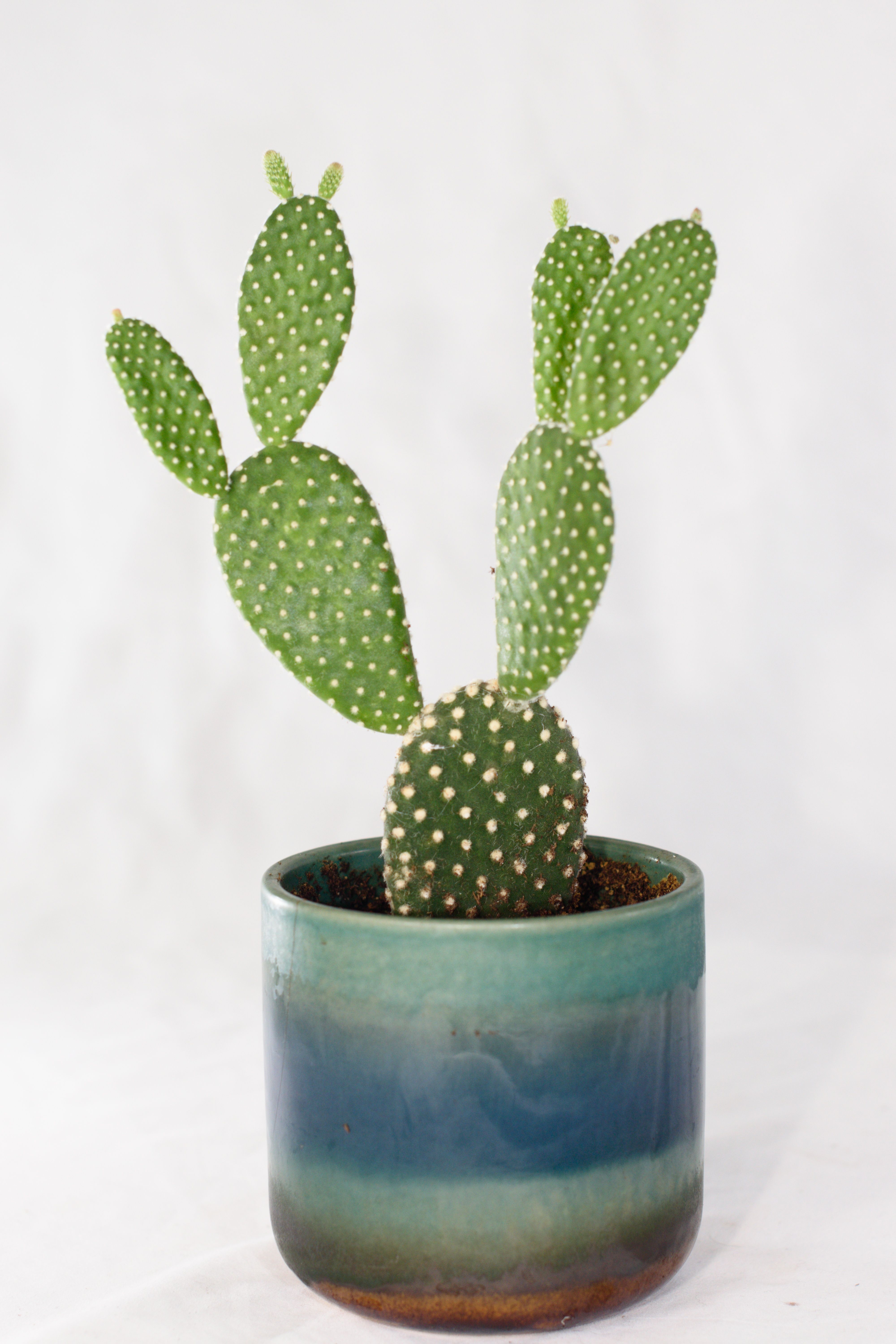 Succulent Plant · Free Stock Photo