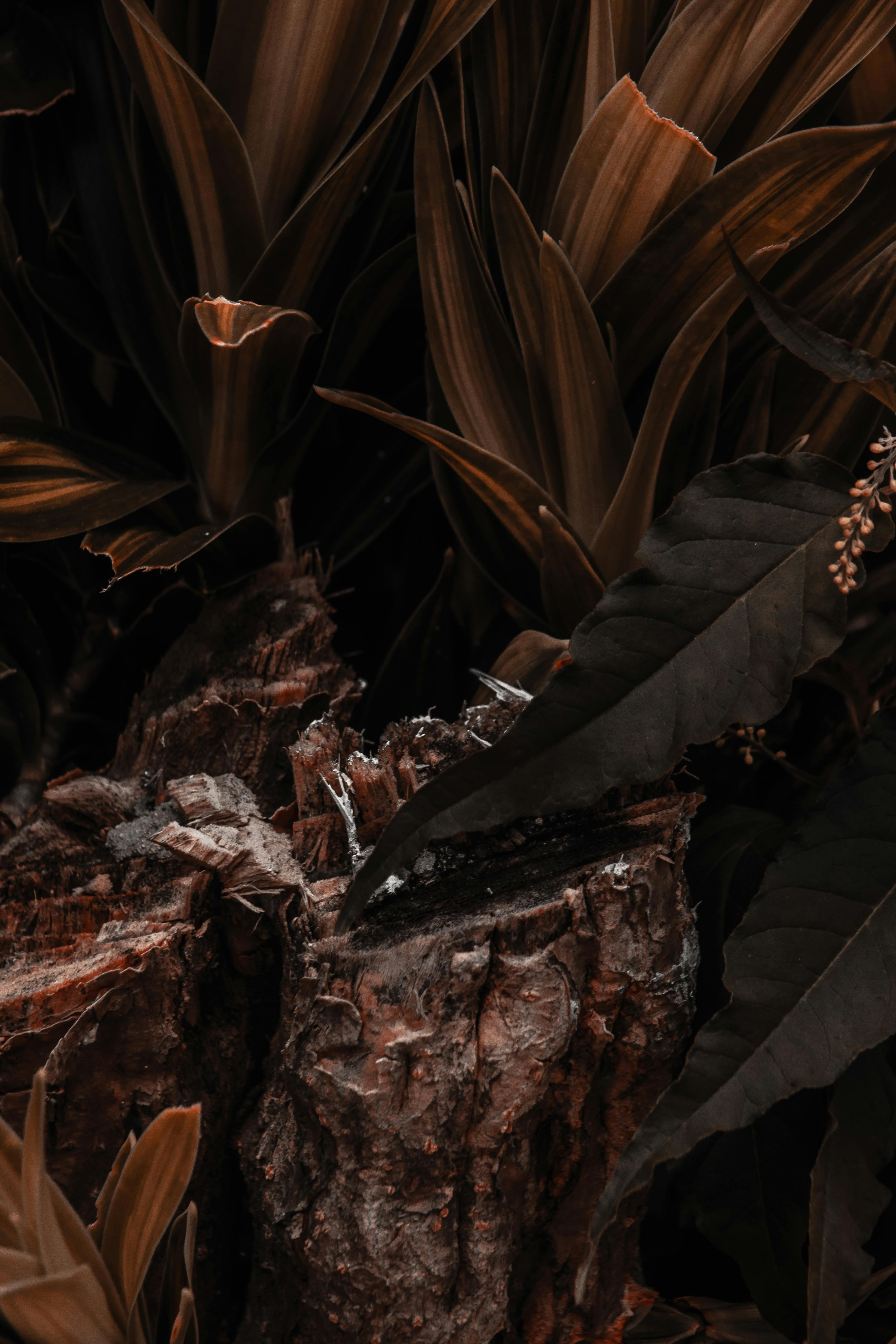 Claw Marks on Brown Tree Trunk · Free Stock Photo