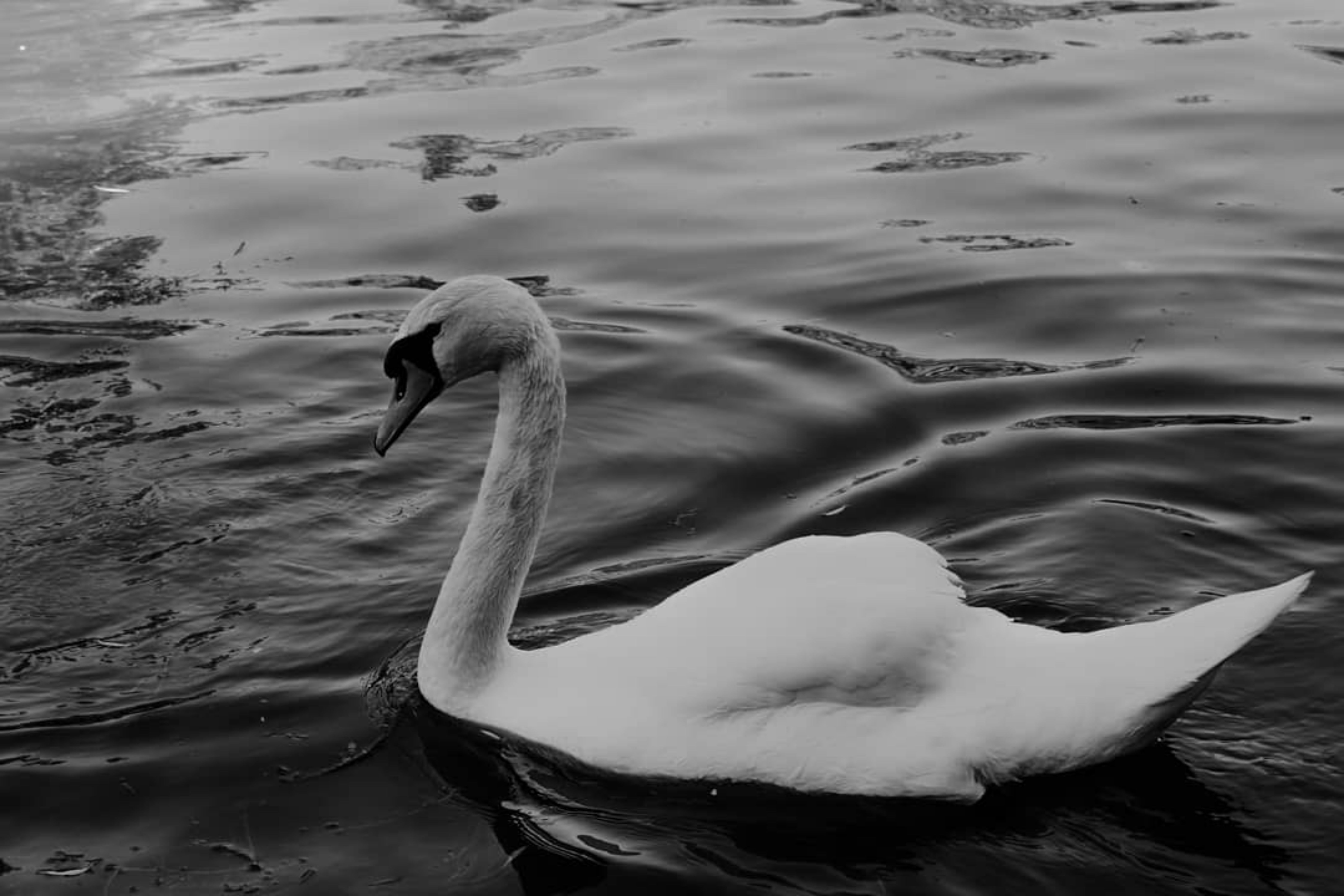 Grayscale Photo of a White Swan · Free Stock Photo