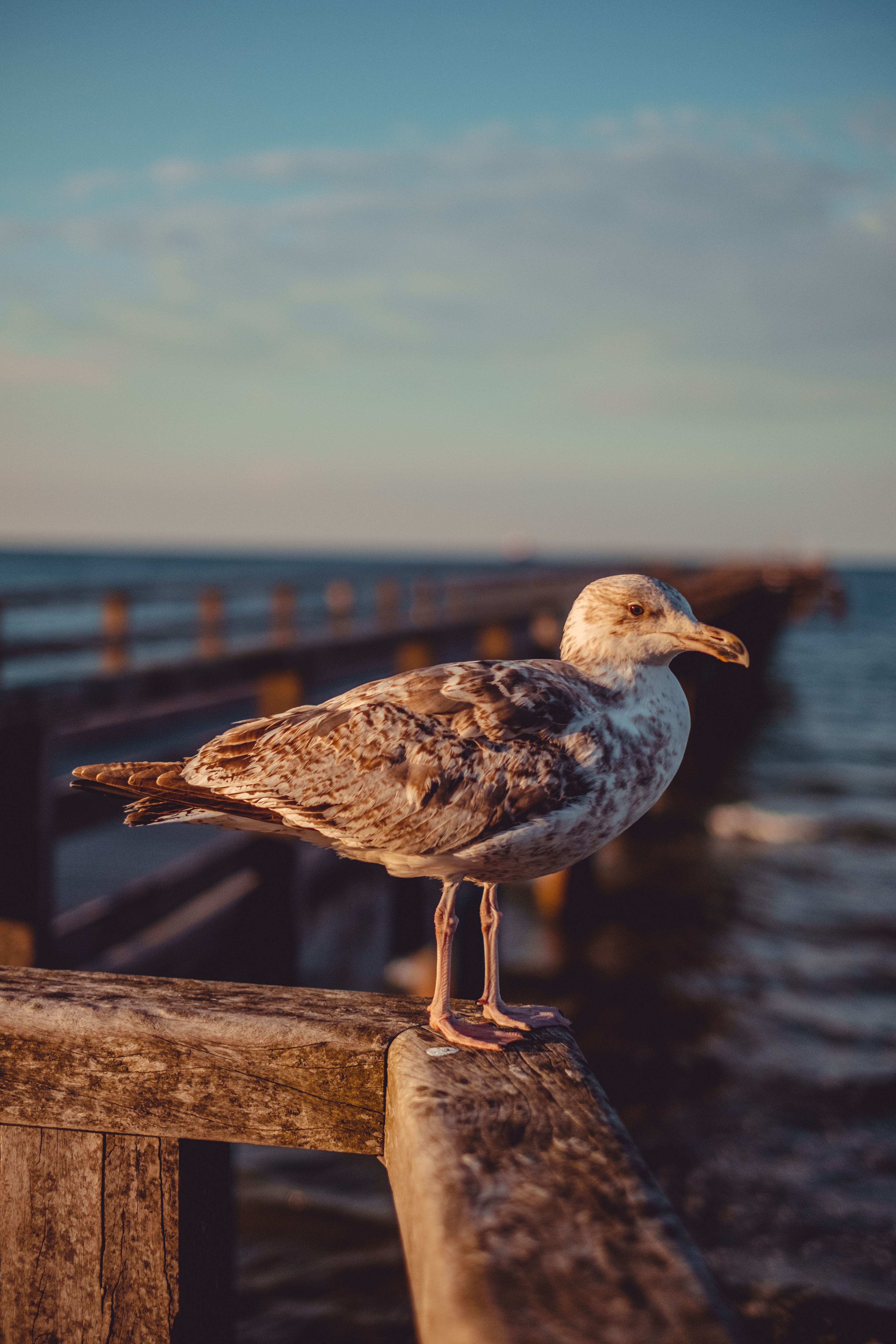 Close up of Flying Seagull · Free Stock Photo