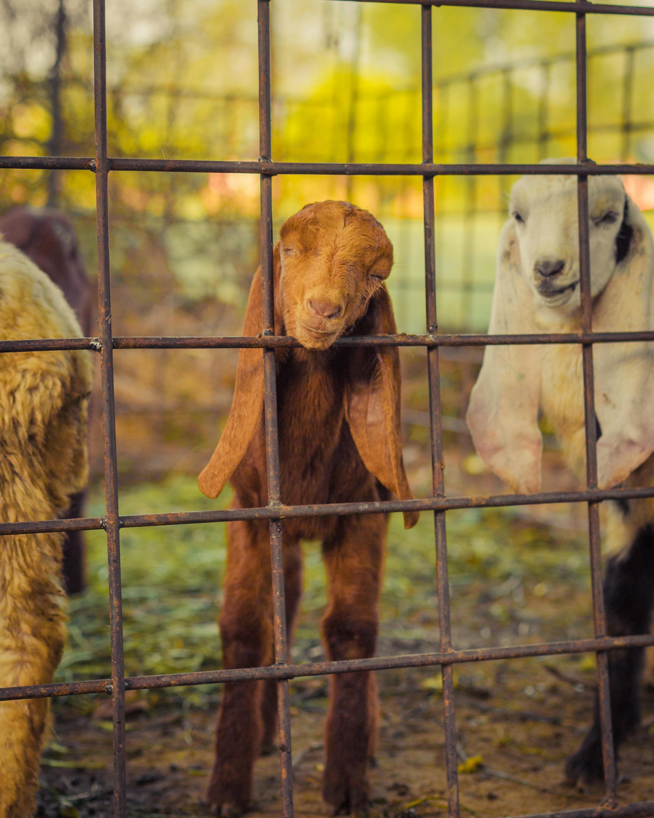 Young Goats in a Cage · Free Stock Photo