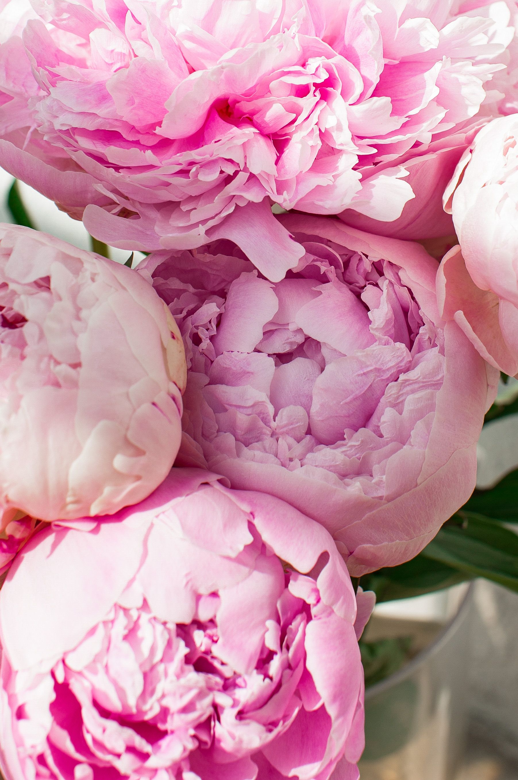 Peonies in Bloom · Free Stock Photo