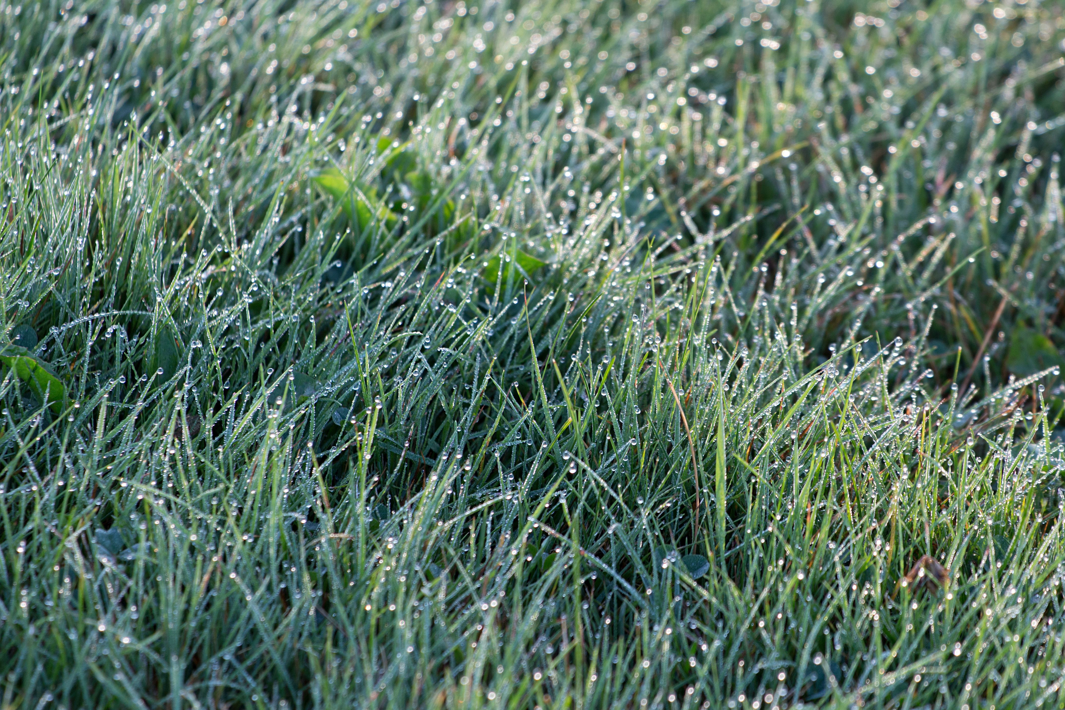 Kostenloses Foto zum Thema: boden, gras, größer werden