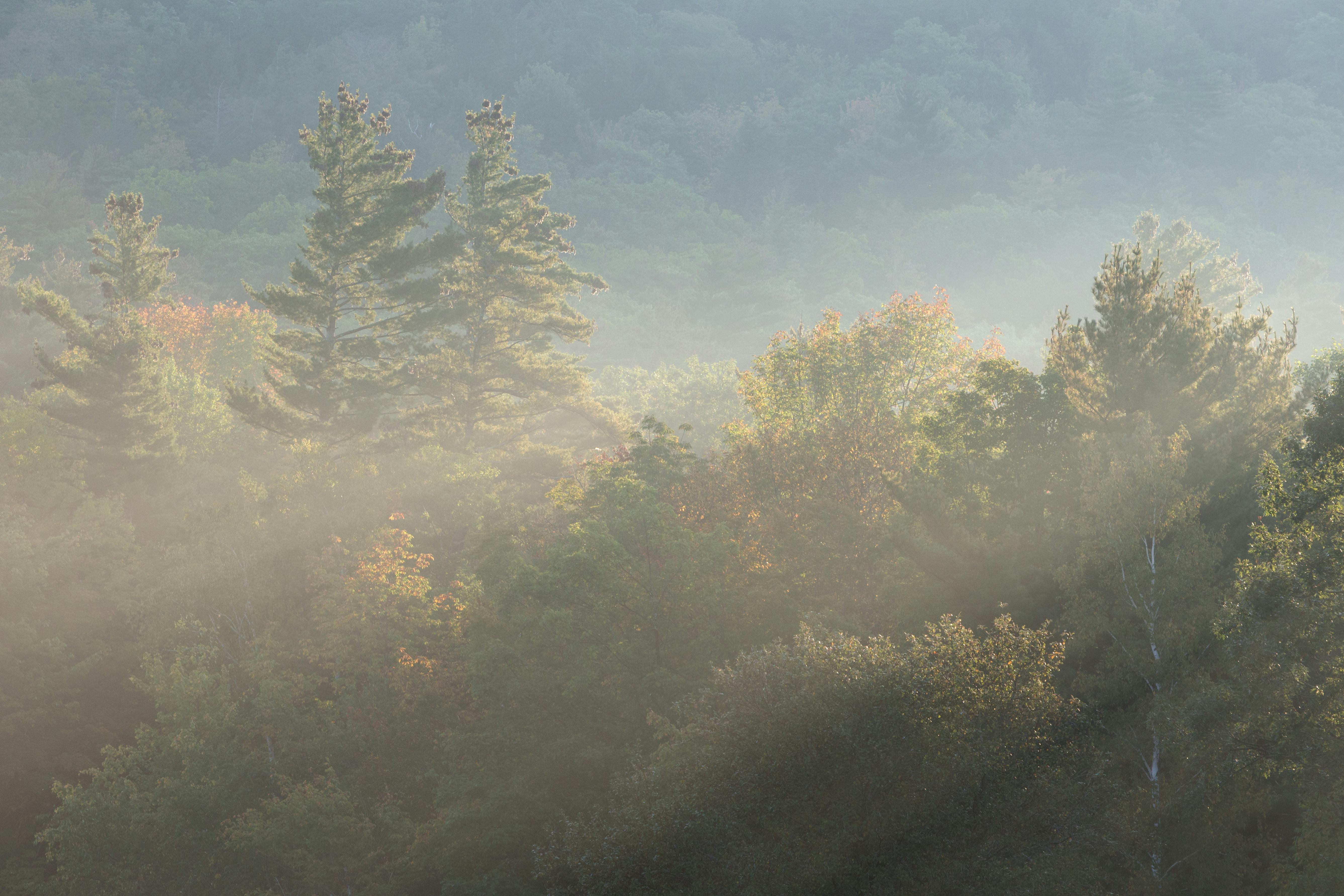 Forest · Free Stock Photo