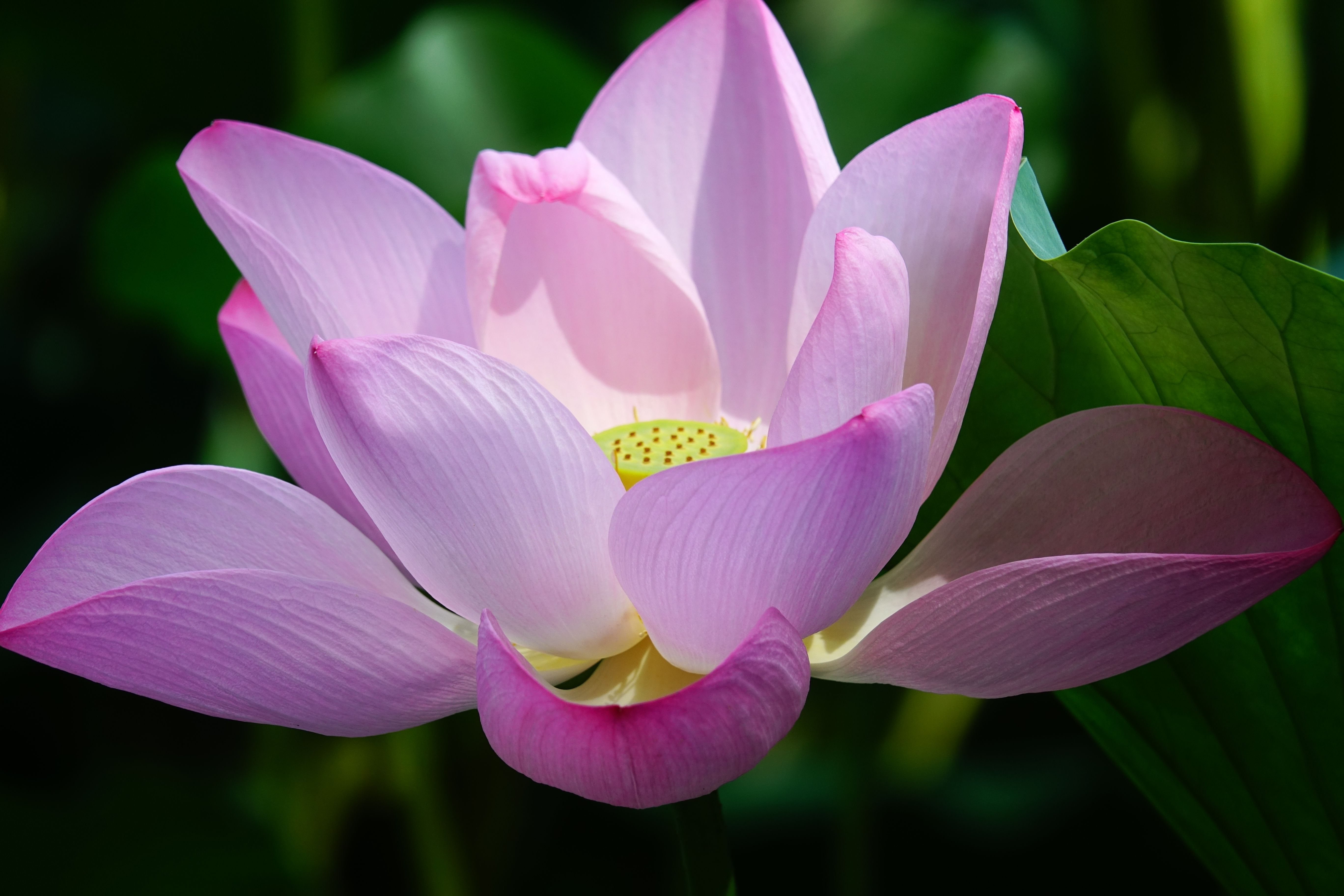 Pink Lotus Flower in Close Up Photography · Free Stock Photo
