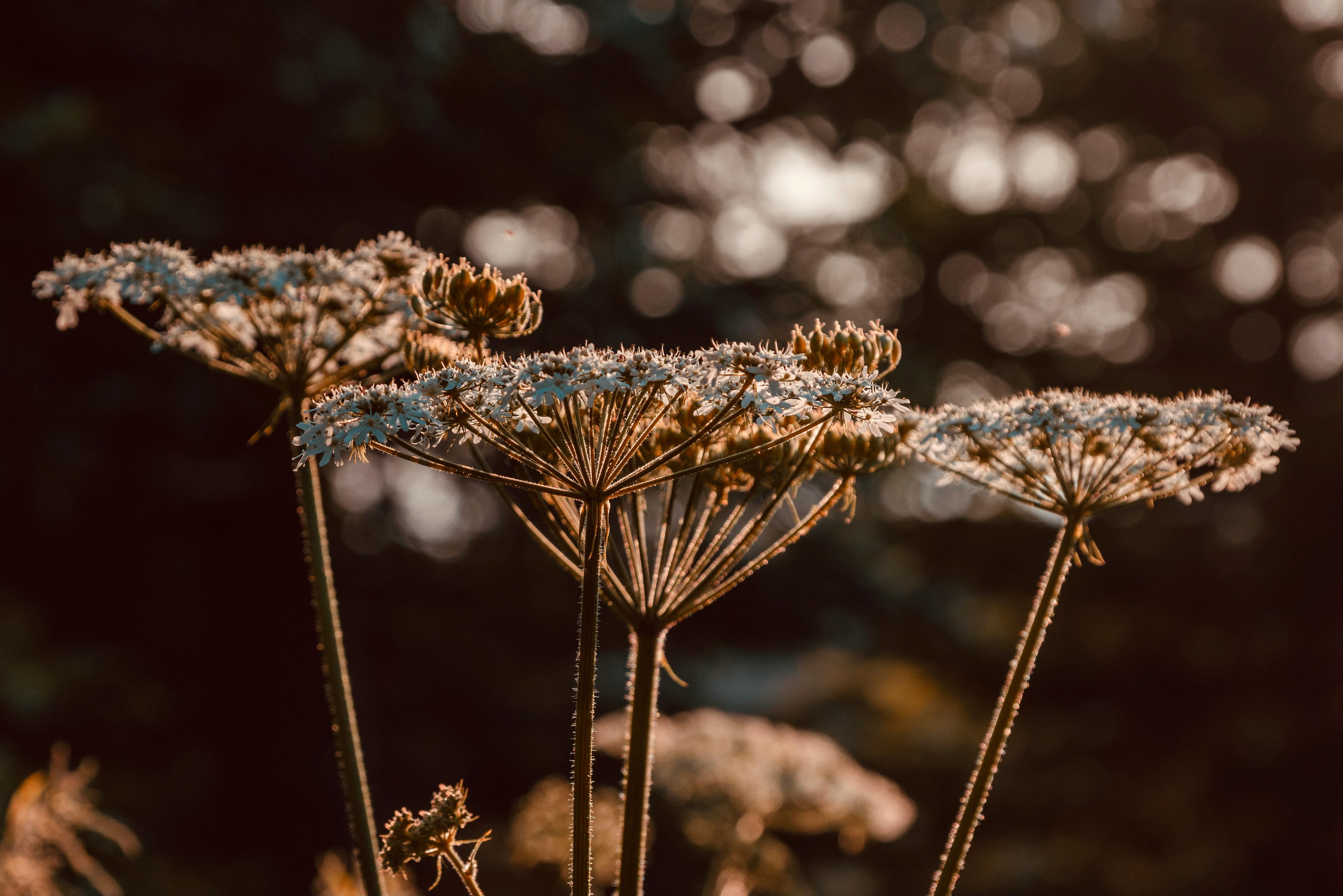 Close-Up Photo of Wild Carrot Flowers in Bloom · Free Stock Photo