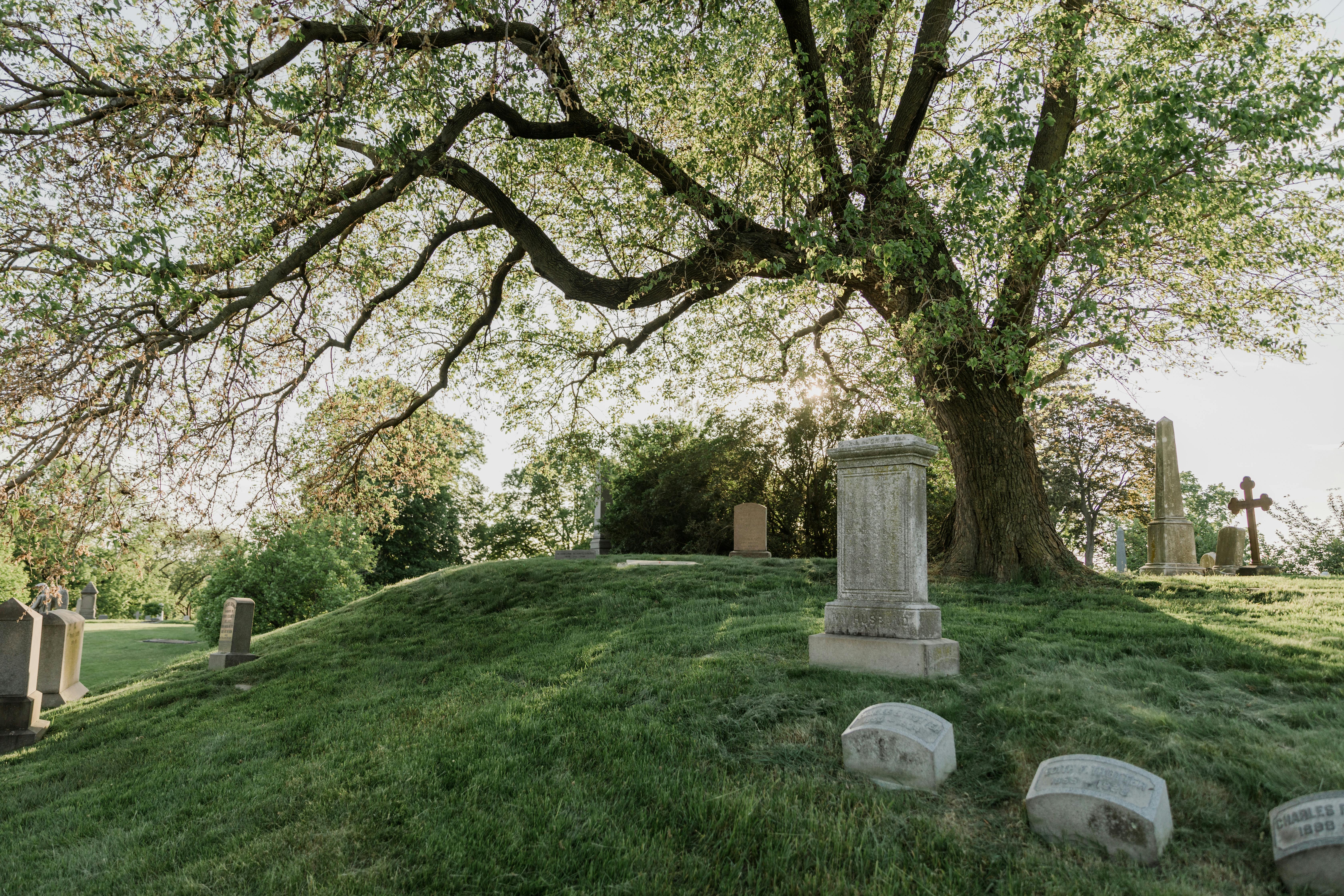 Tombstones under the Tree · Free Stock Photo