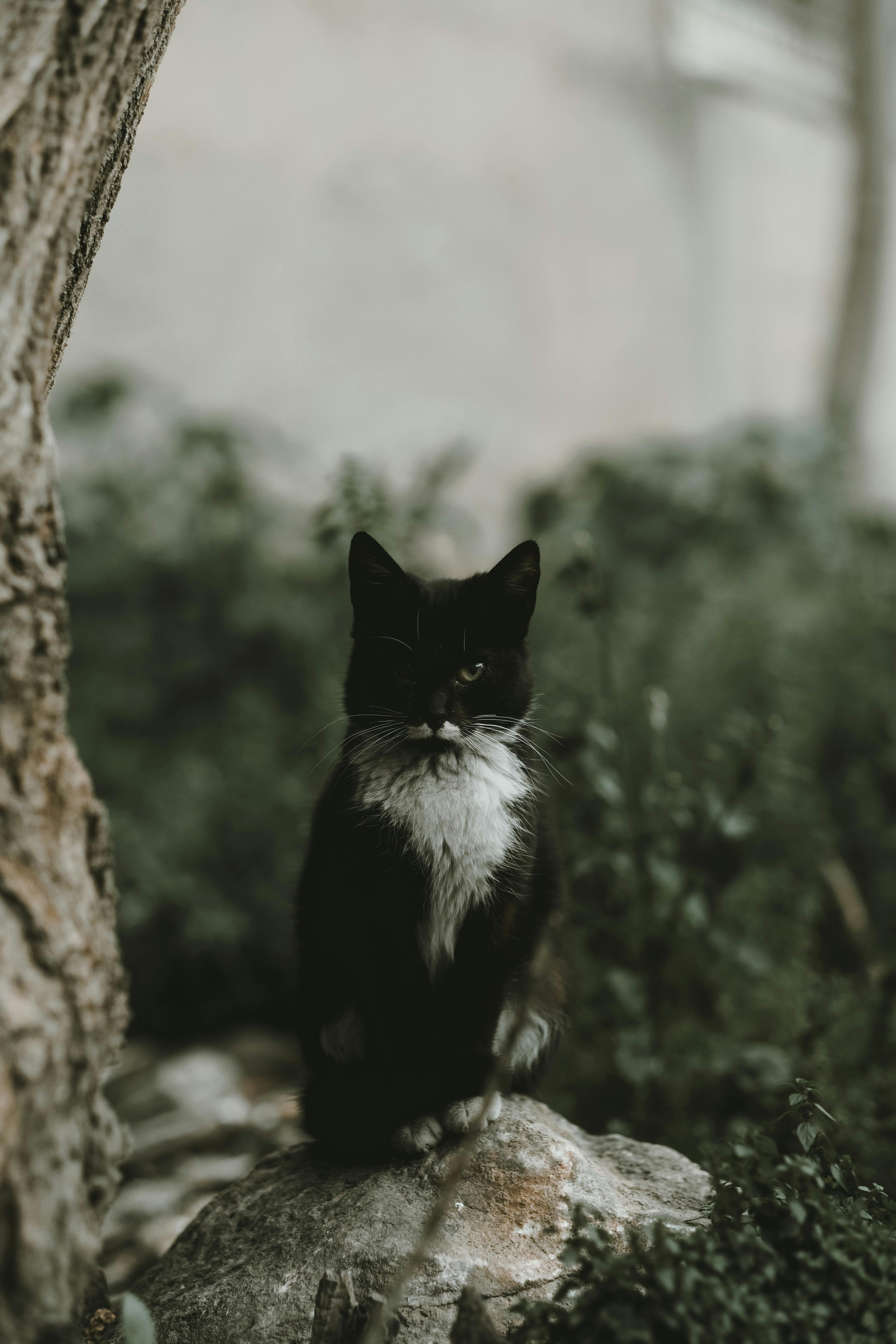 Cute Cat sitting on Tree Branch · Free Stock Photo