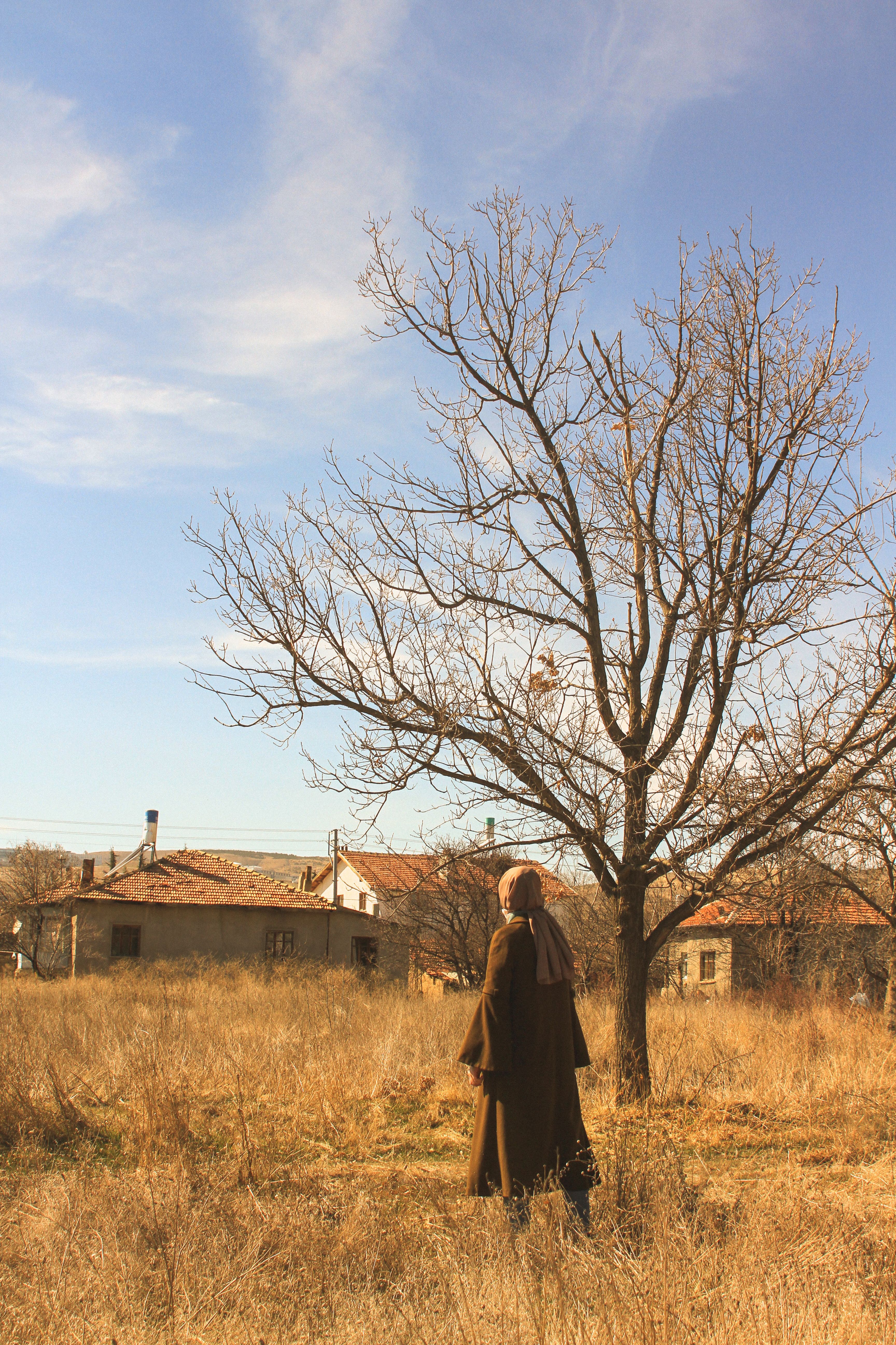 Person Standing Near Bare Tree · Free Stock Photo