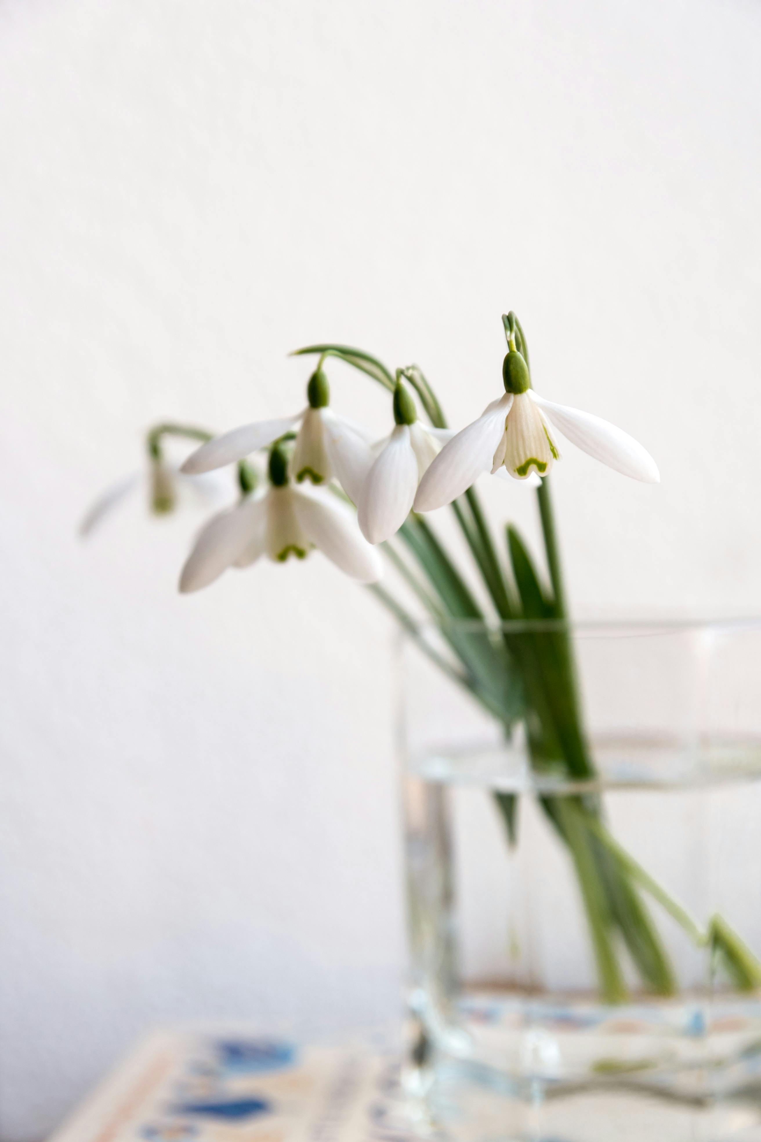 Close Up Photo of White 3 Petal Flower on Green Stem during Daytime ...