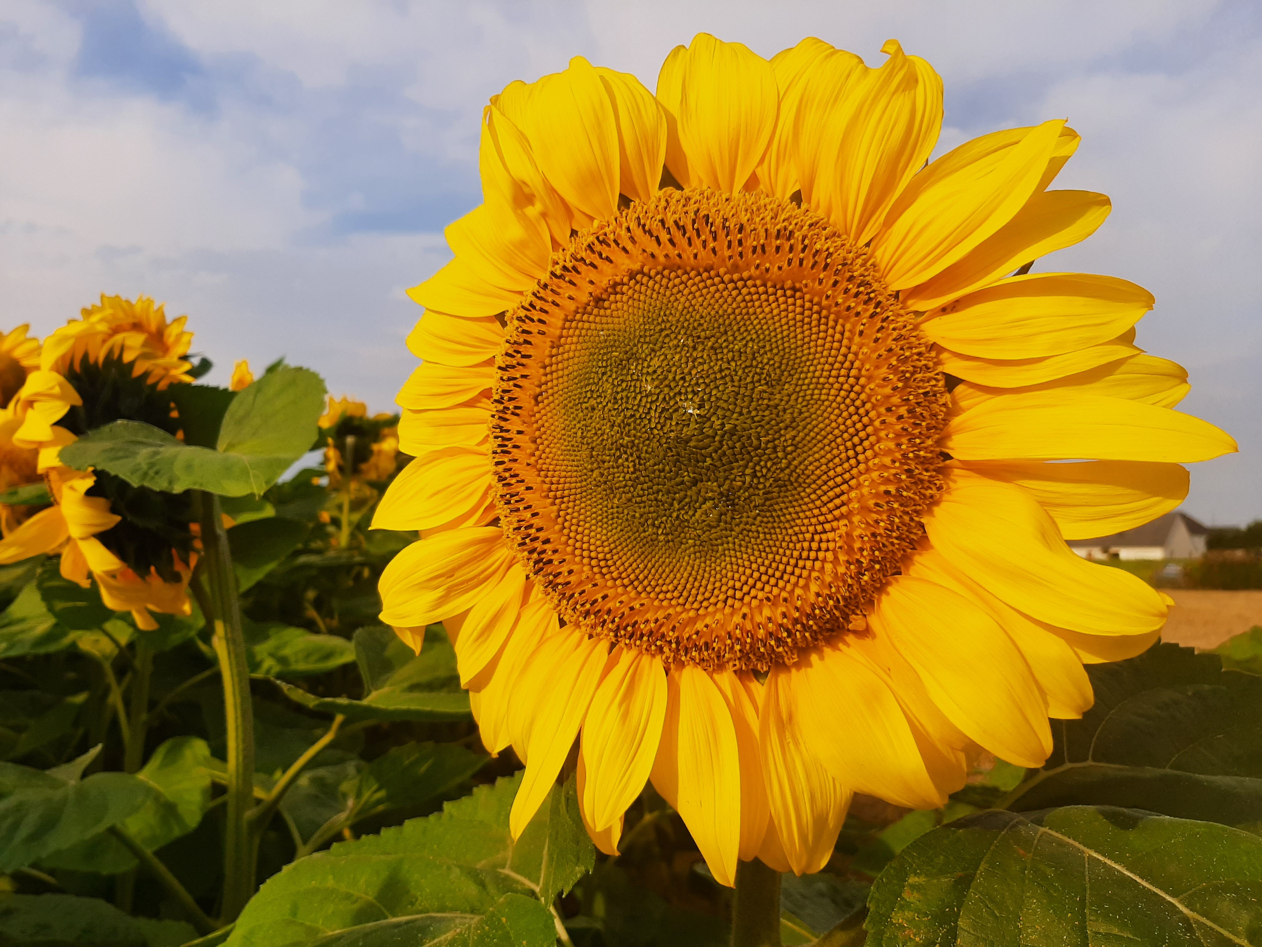 Sunflower - Tournesol 20 Photos & Videos Collected by DN.Blessing