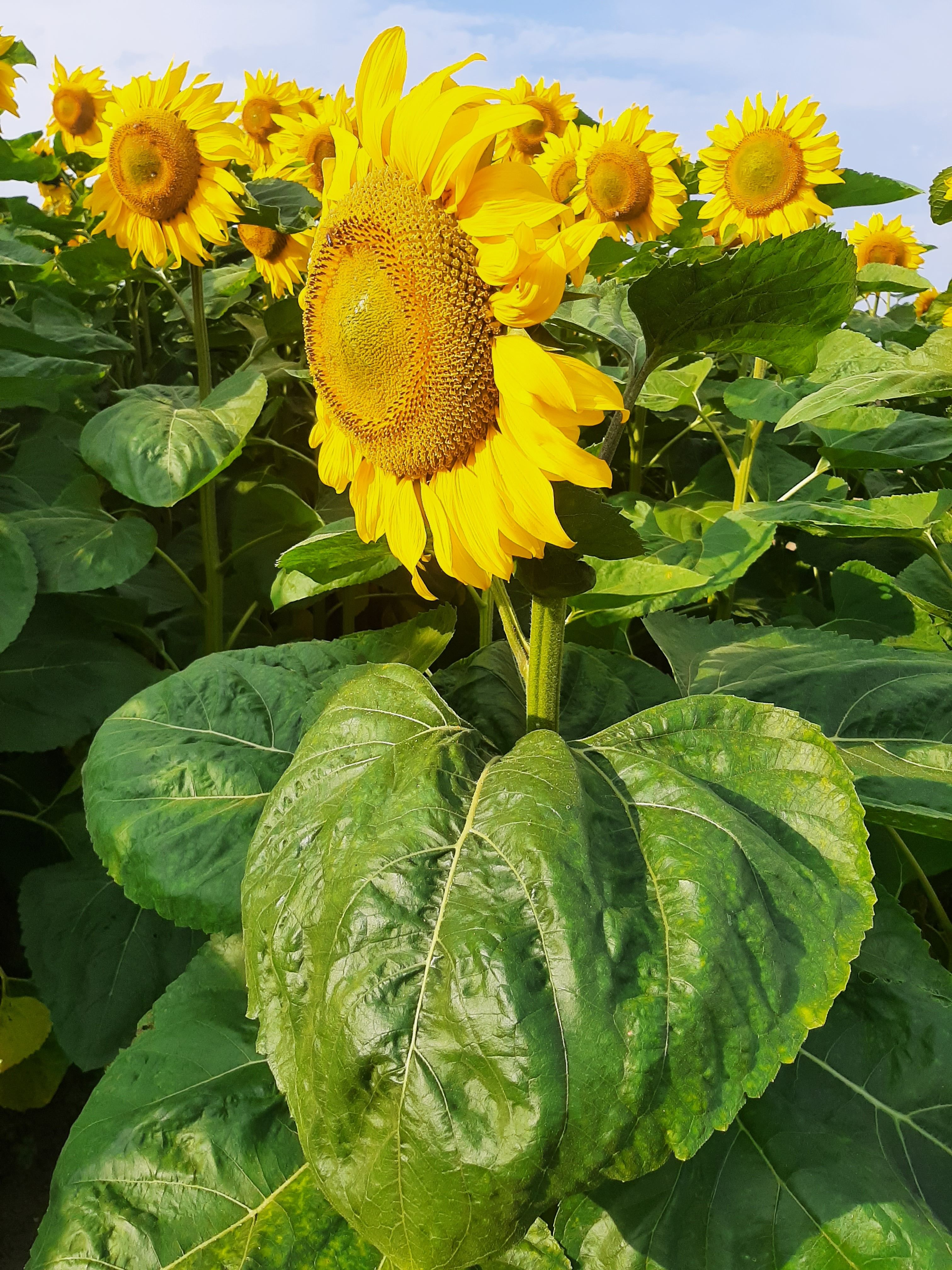 Sunflower - Tournesol 20 Photos & Videos Collected by DN.Blessing