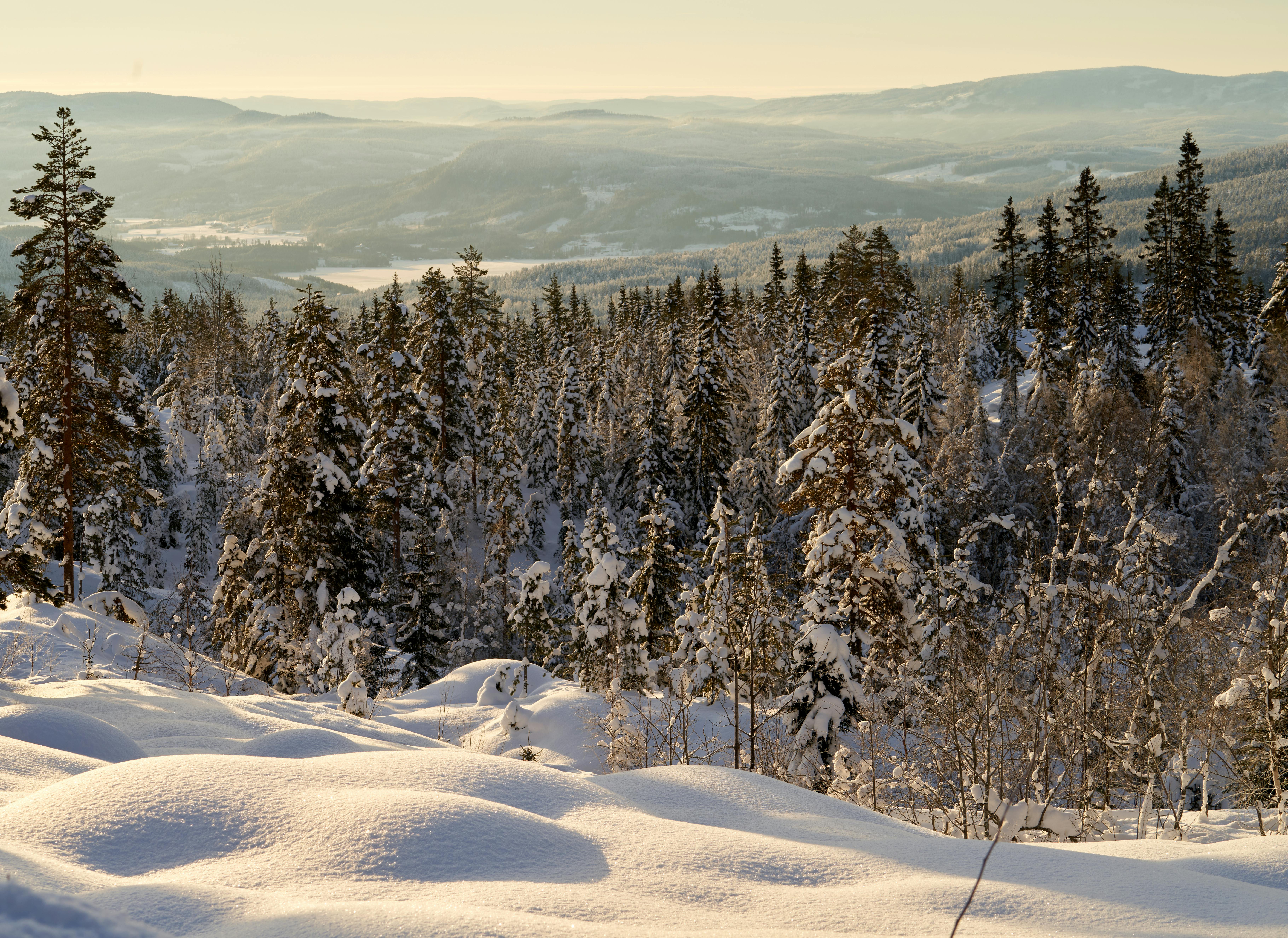 Landscape Photography of a Snow Covered Forest · Free Stock Photo