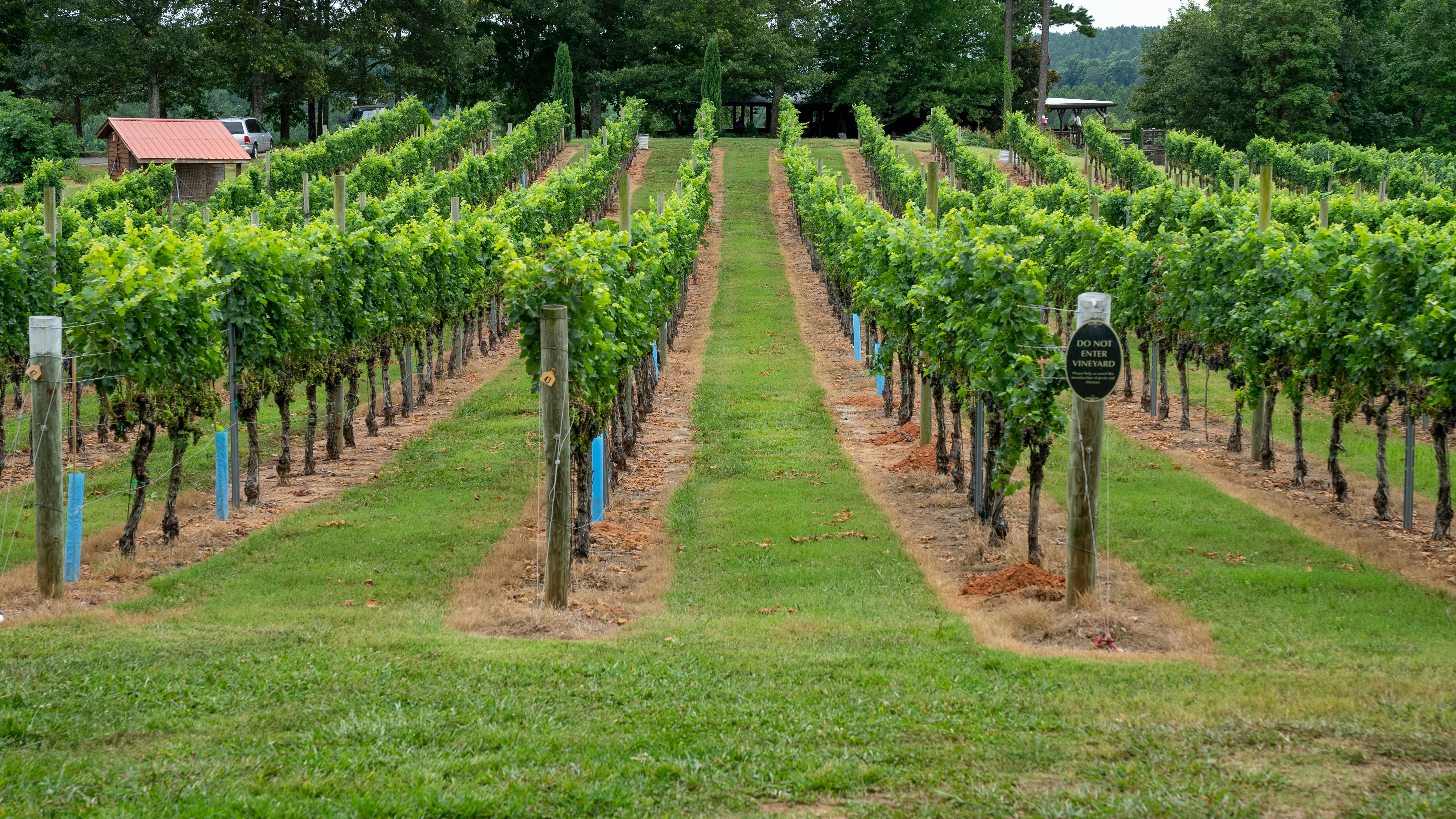 A Kid Planting Seeds on the Ground · Free Stock Photo