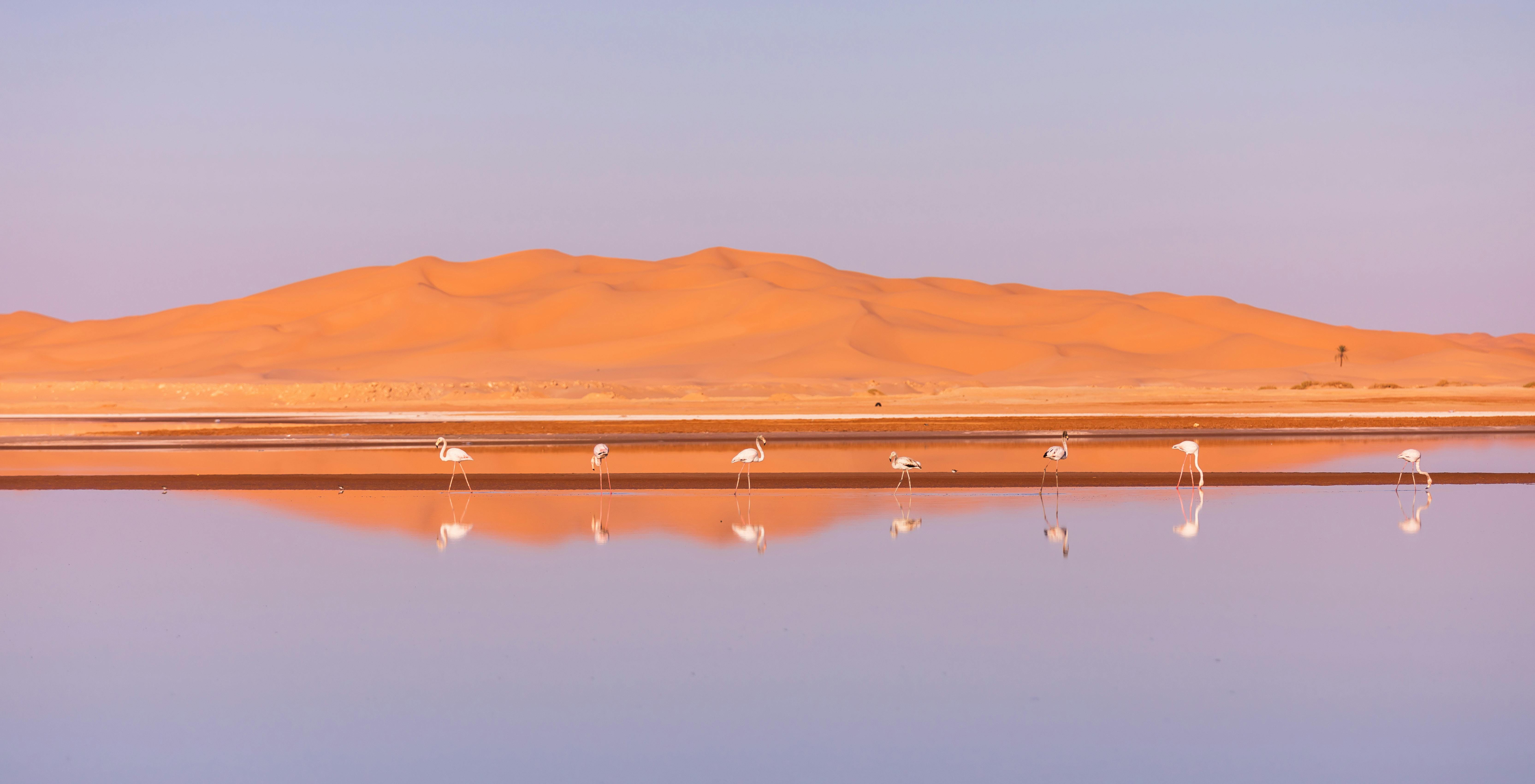Flamingos on a Lake in Algeria · Free Stock Photo