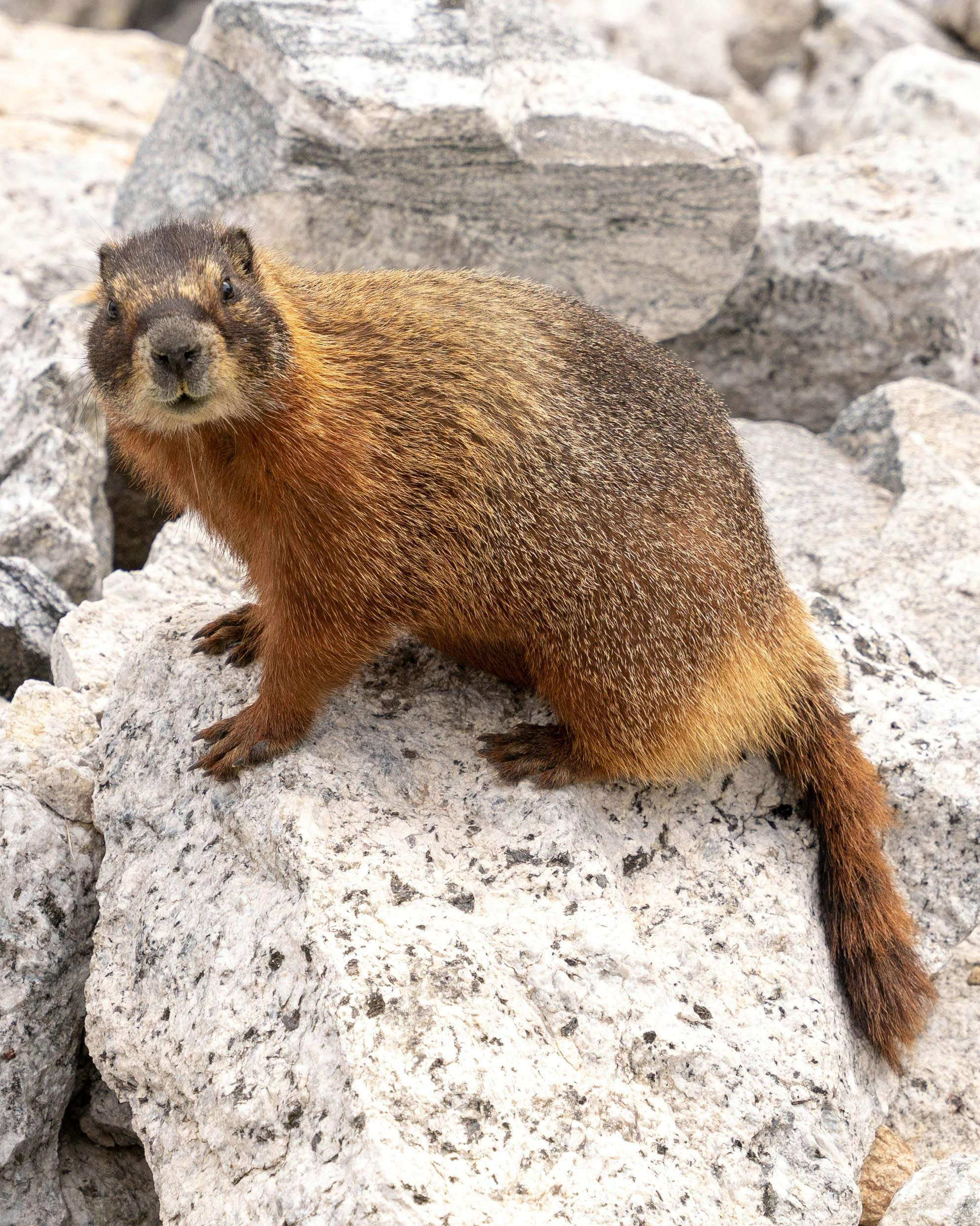 Marmot Photos, Download The BEST Free Marmot Stock Photos & HD Images