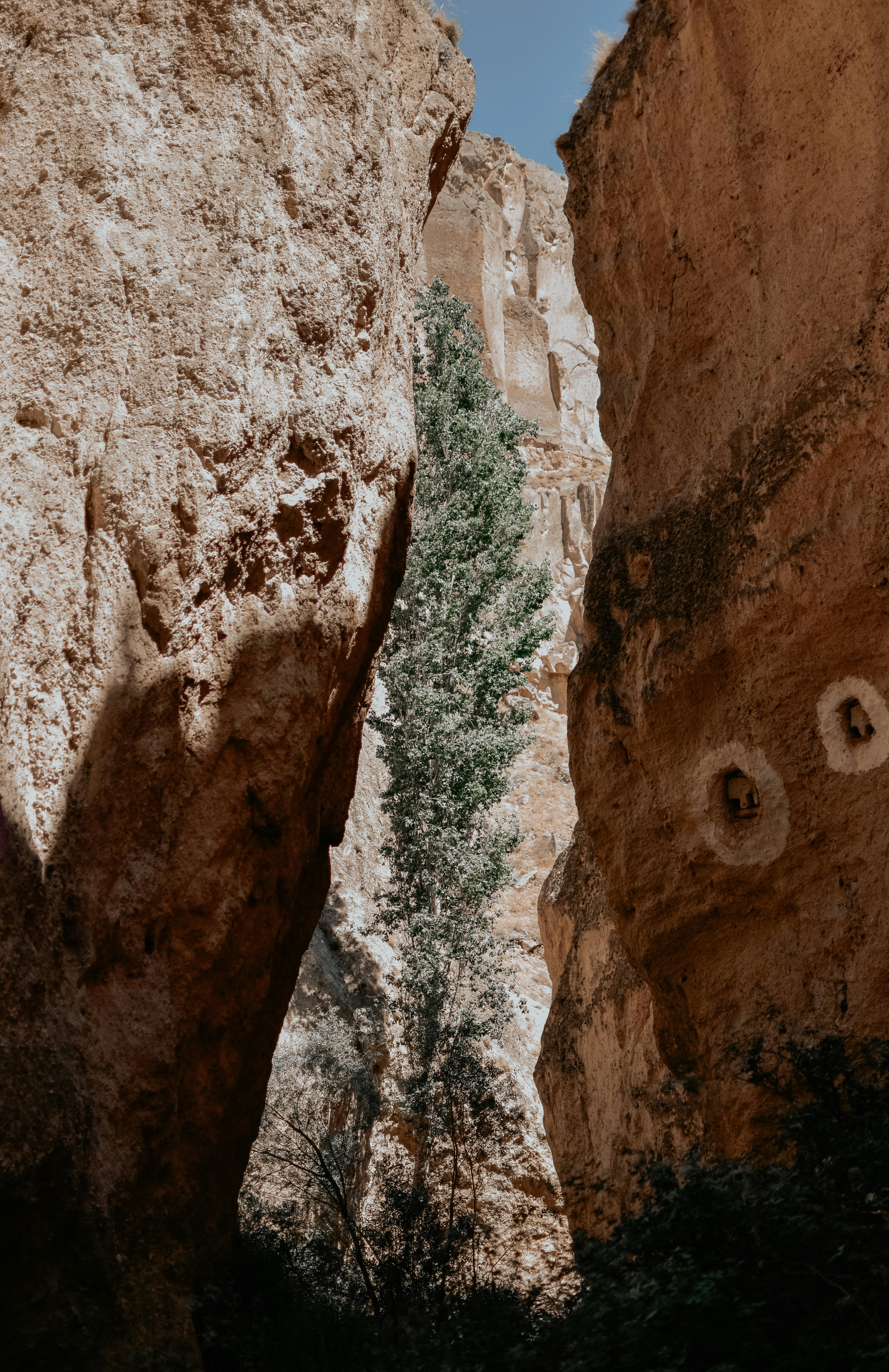 A Tree Between Canyons · Free Stock Photo