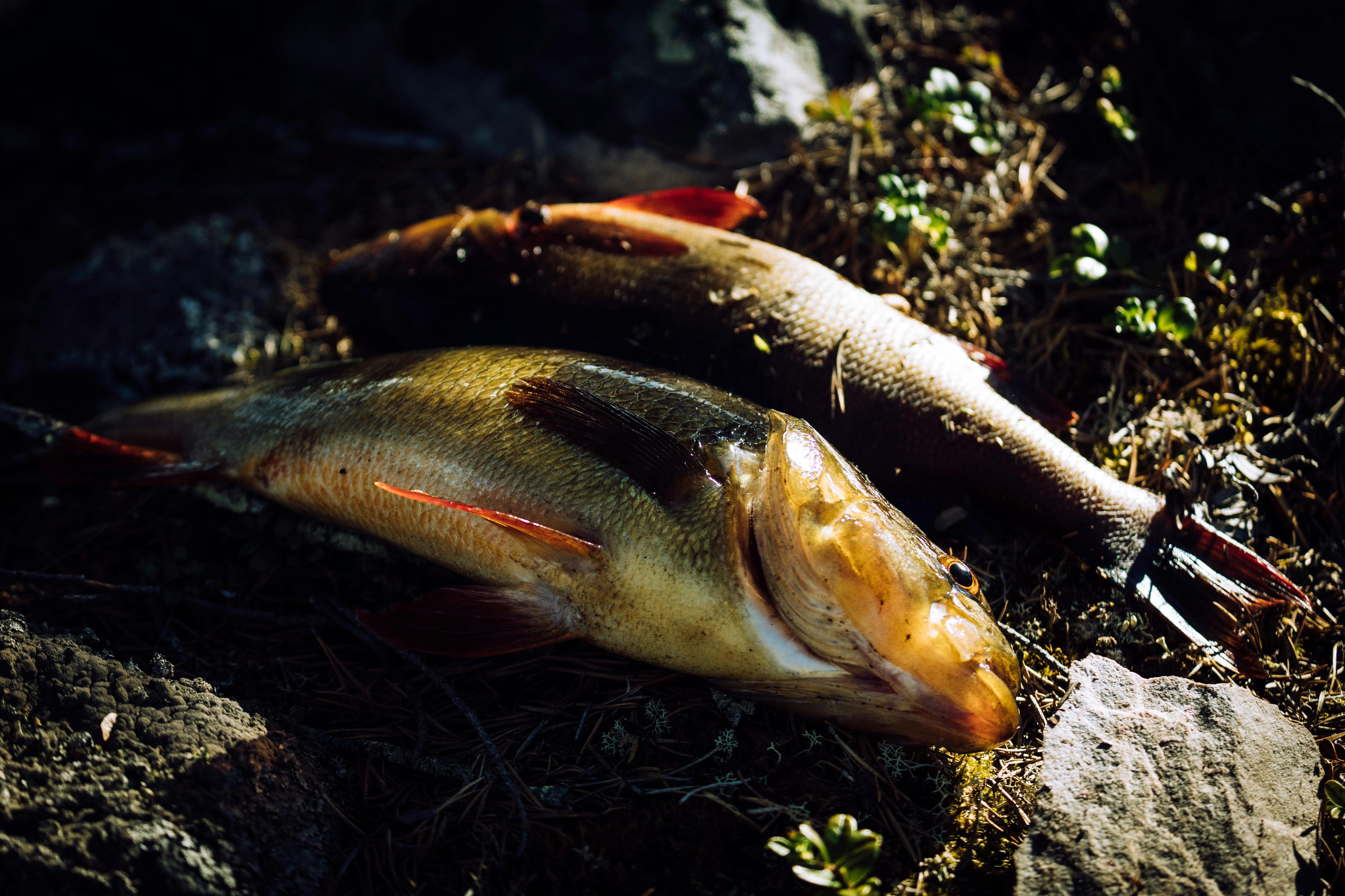 Close-Up Photo of Pile Of Fish · Free Stock Photo