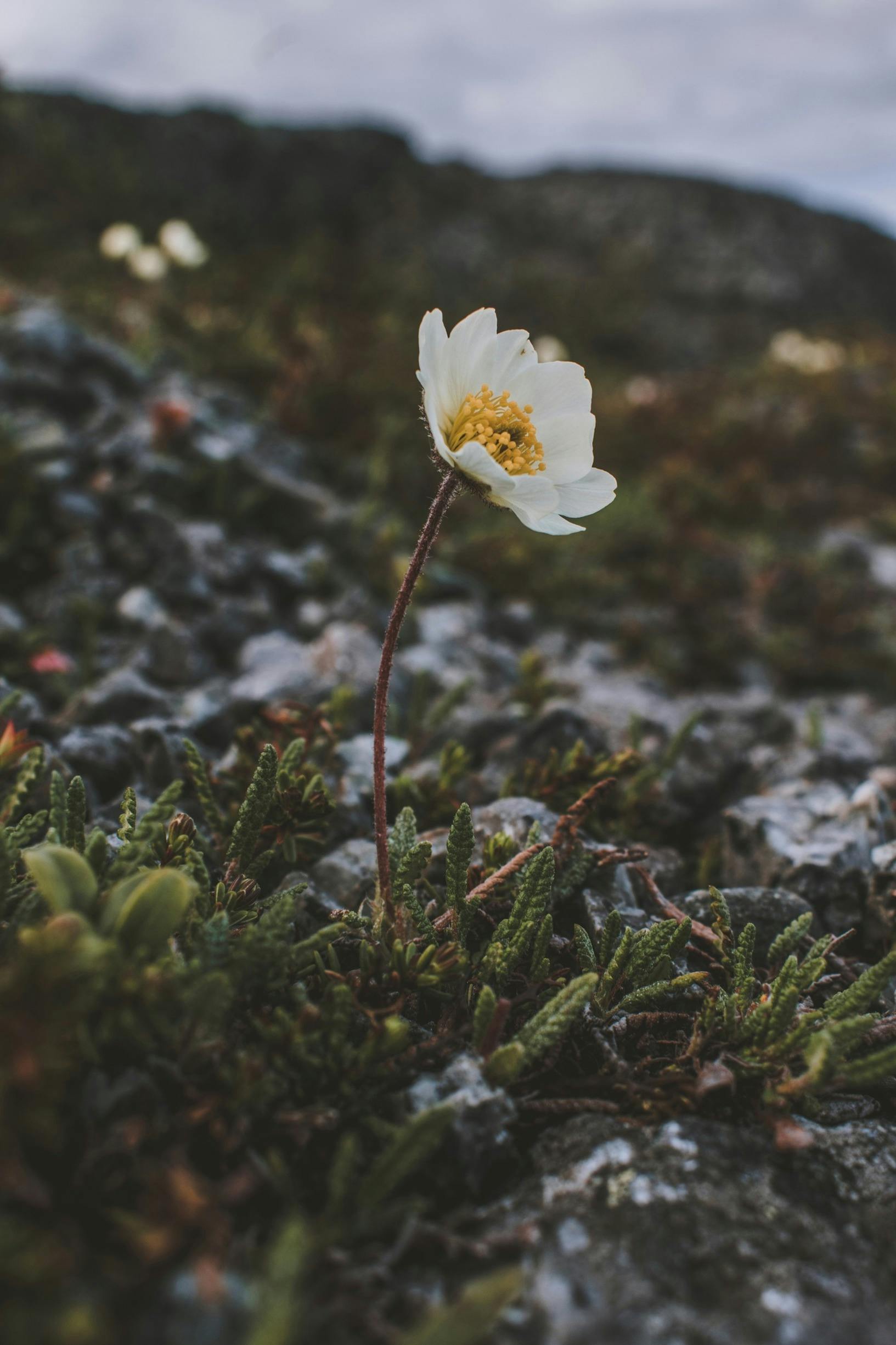 Close-Up Photograph of an Mountain Aven Flower · Free Stock Photo