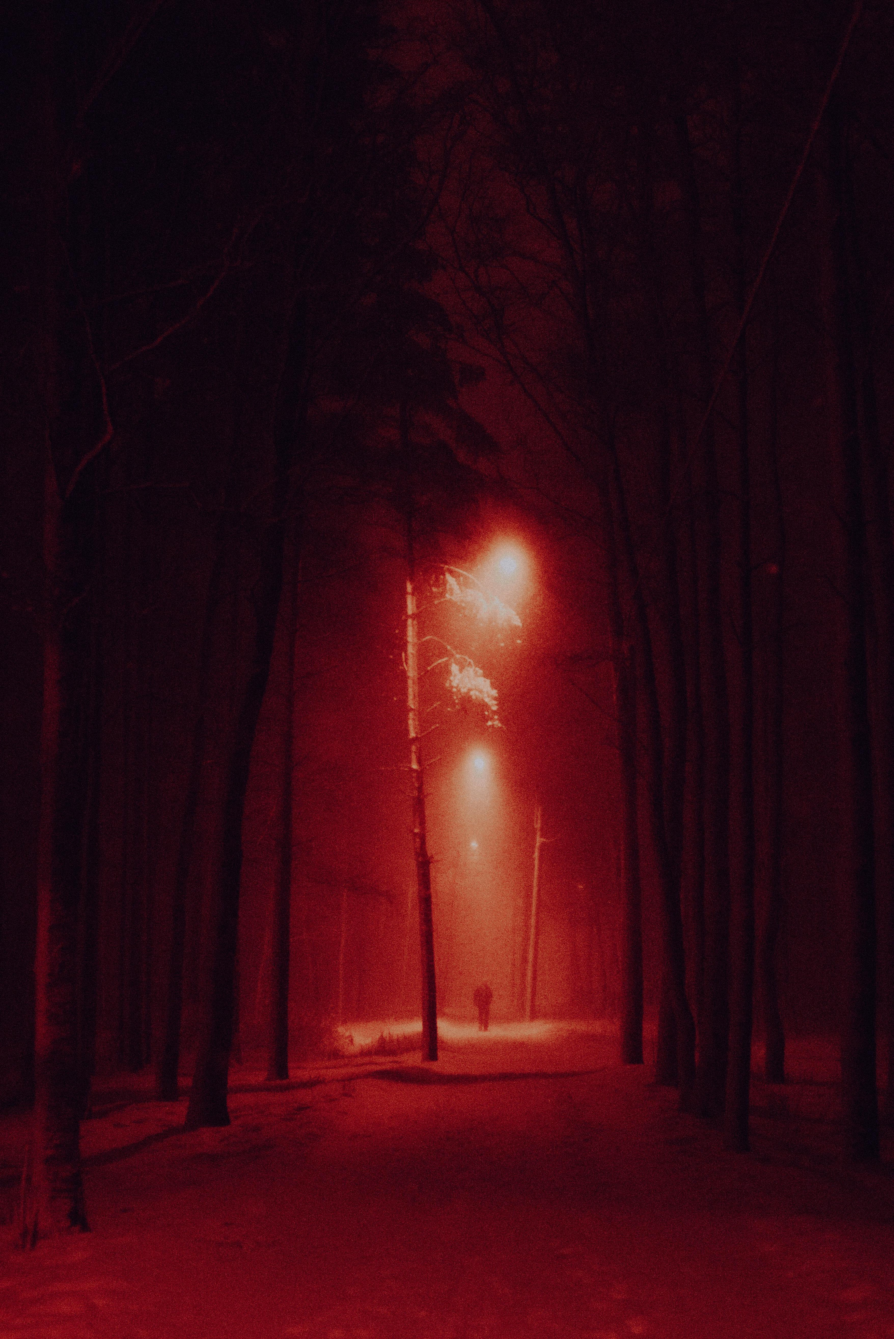 Photo of a Person Between Trees and Street Lights · Free Stock Photo