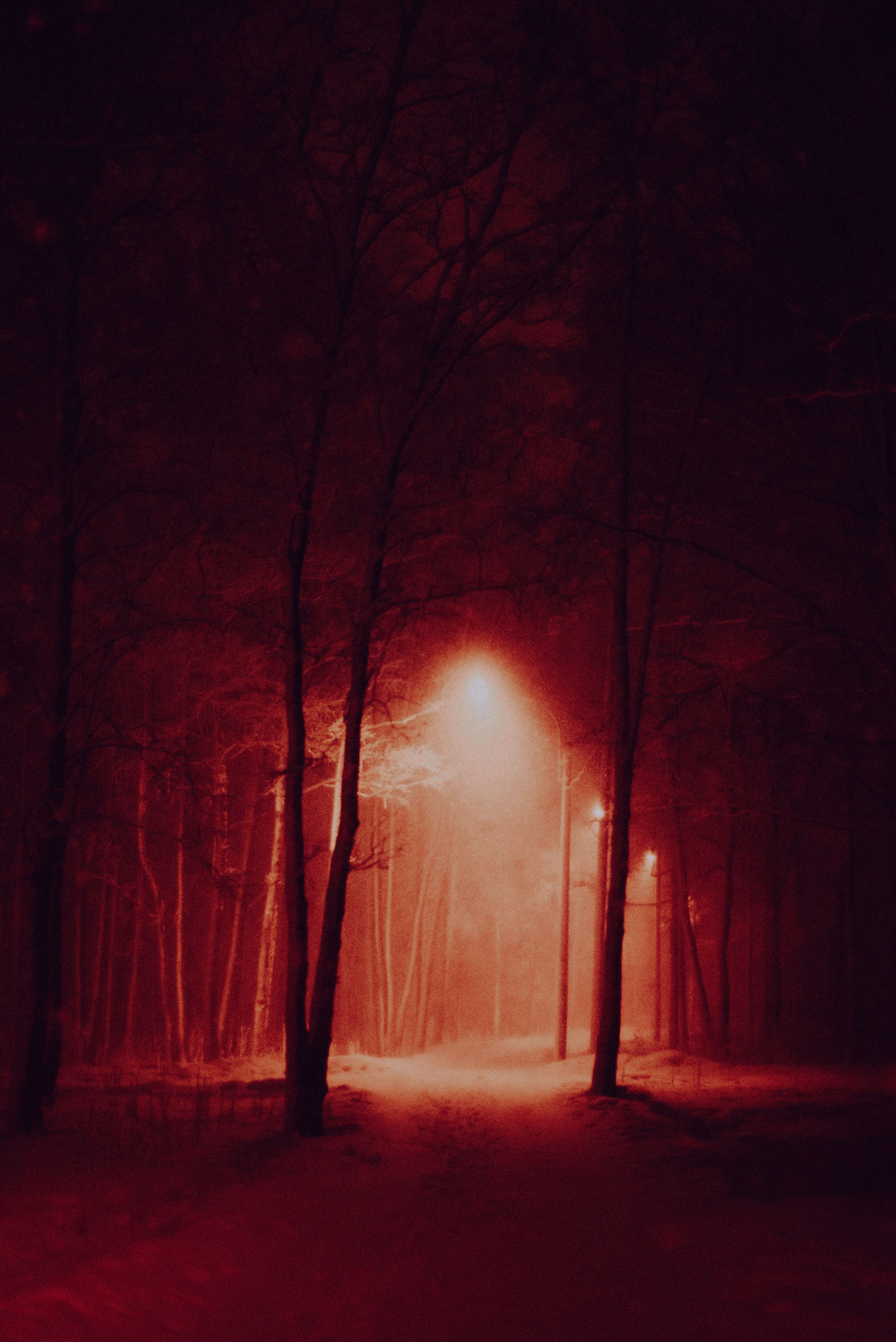 Silhouette of Trees with Lighted Pathway during Night Time · Free Stock ...