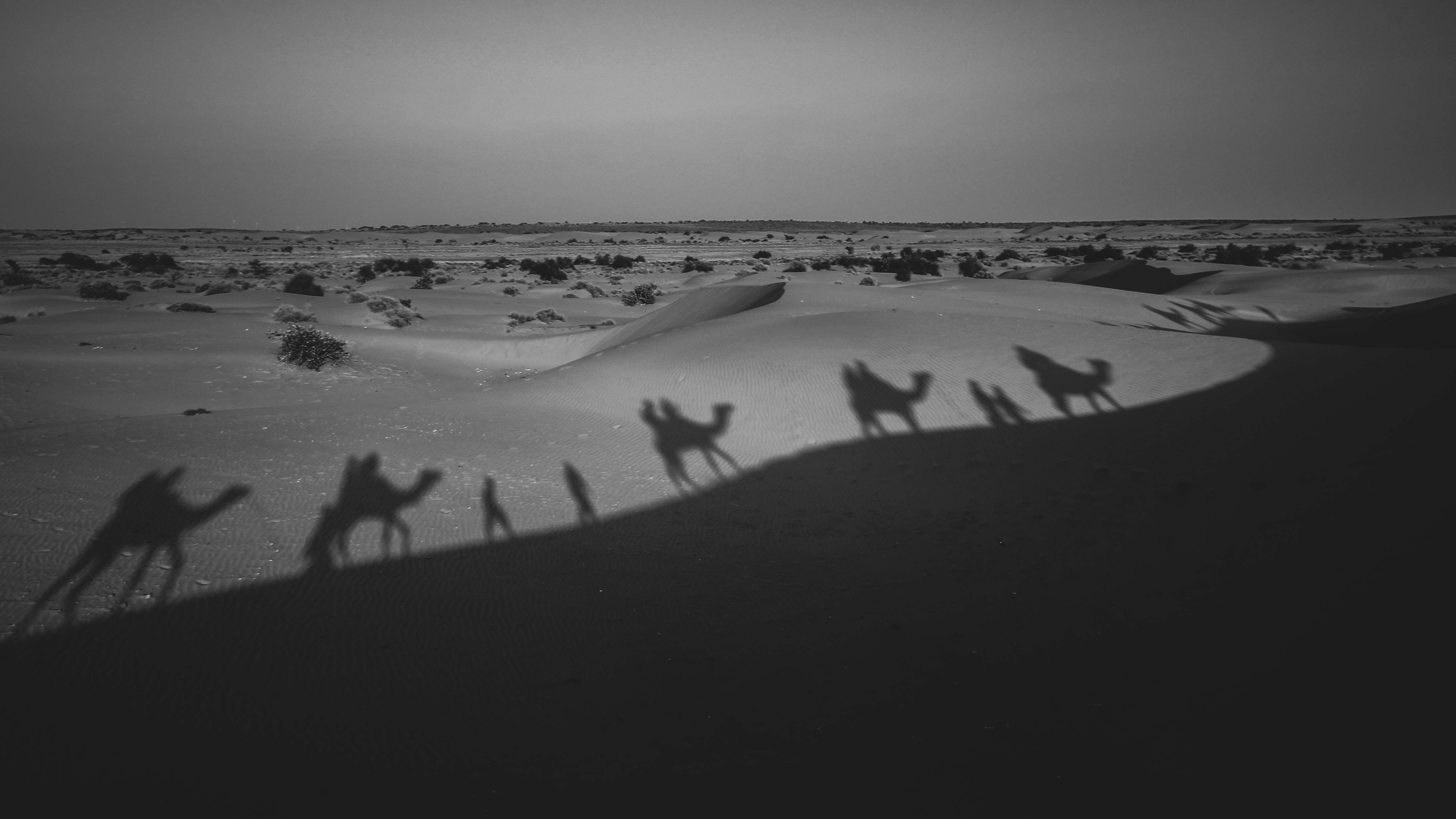 Shadows of Caravan on Desert · Free Stock Photo