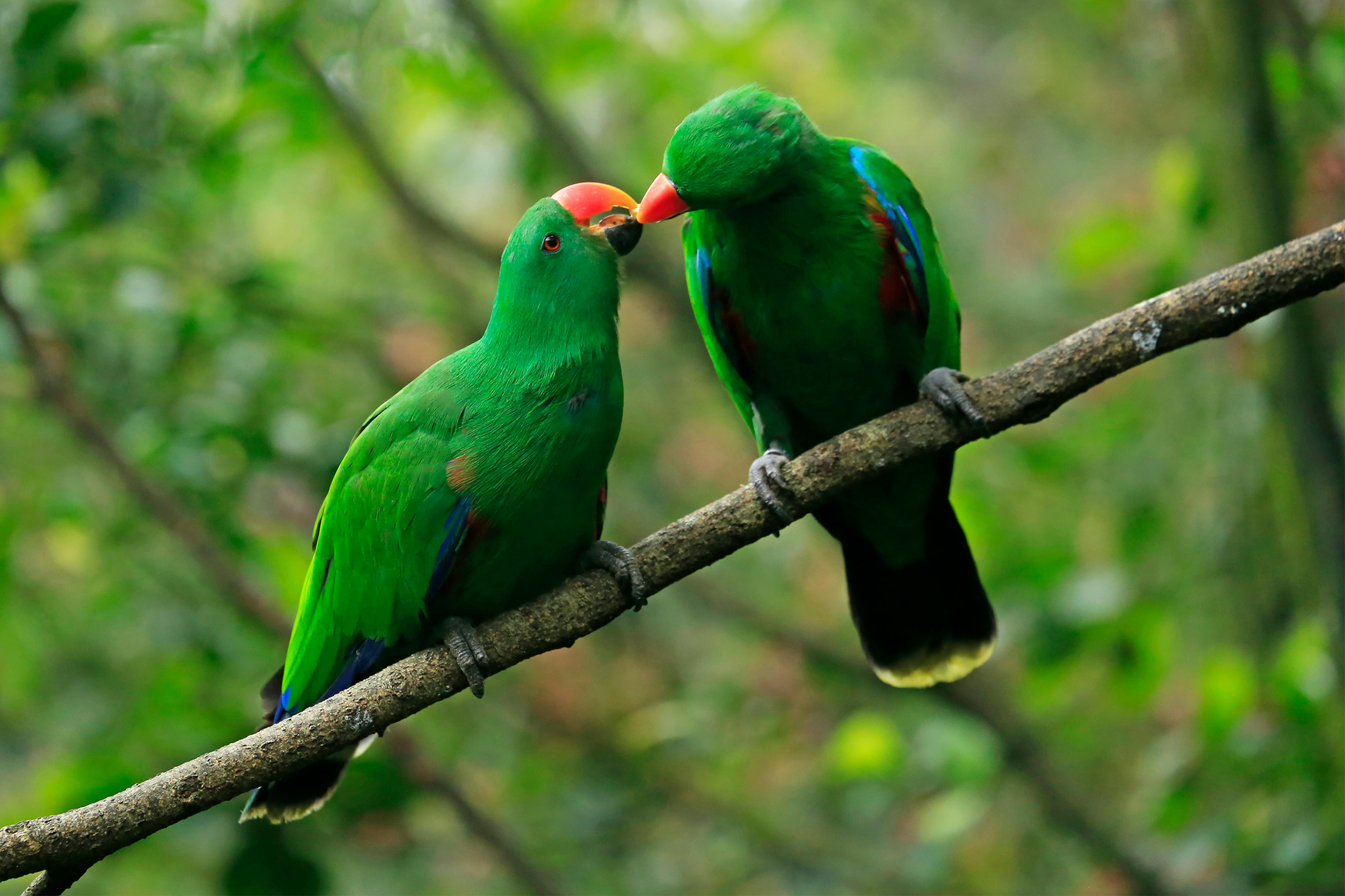 Birds And Parrots In Forest Photos, Download Free Birds And Parrots In ...