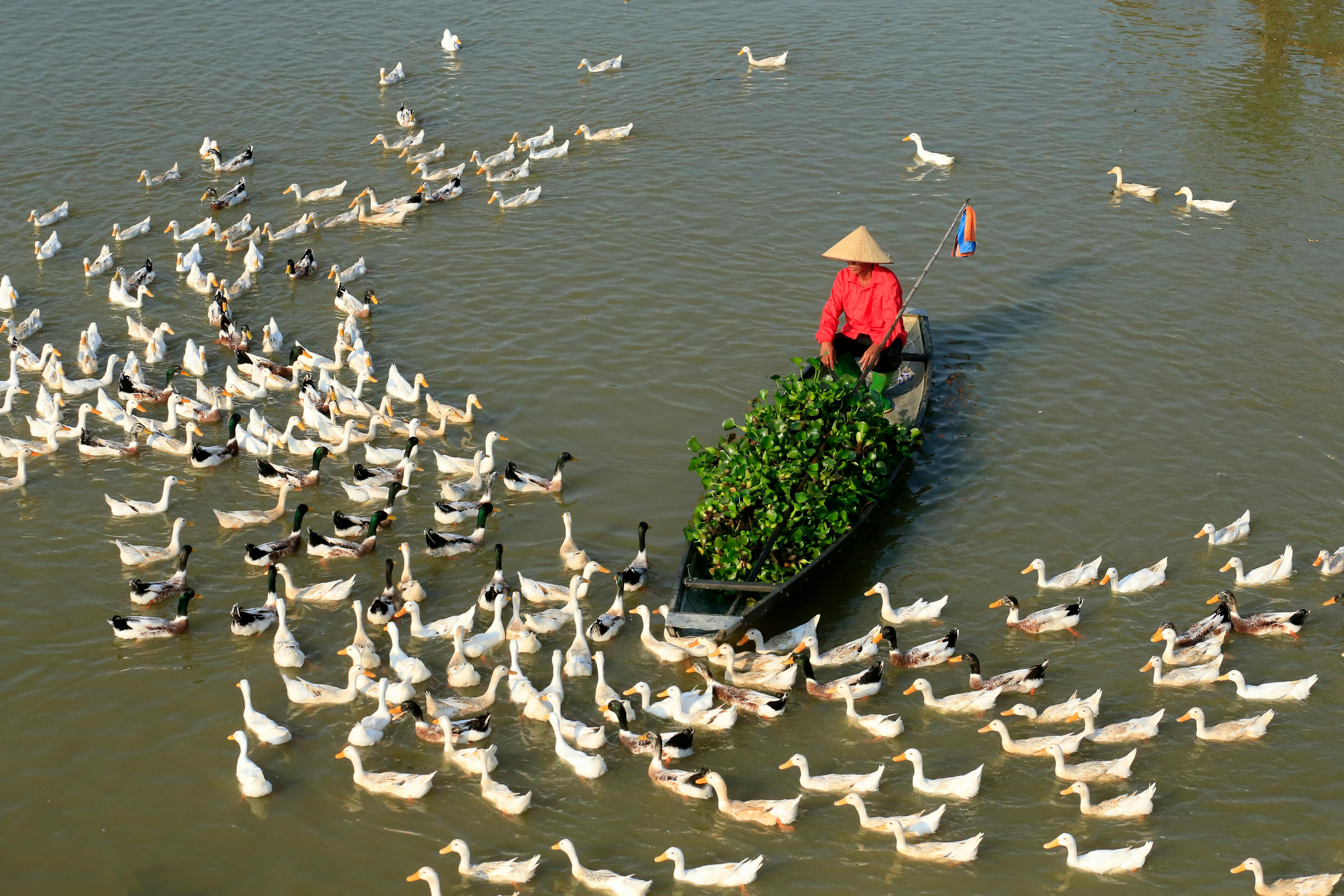 Person Riding a Boat Beside Raft of Ducks · Free Stock Photo