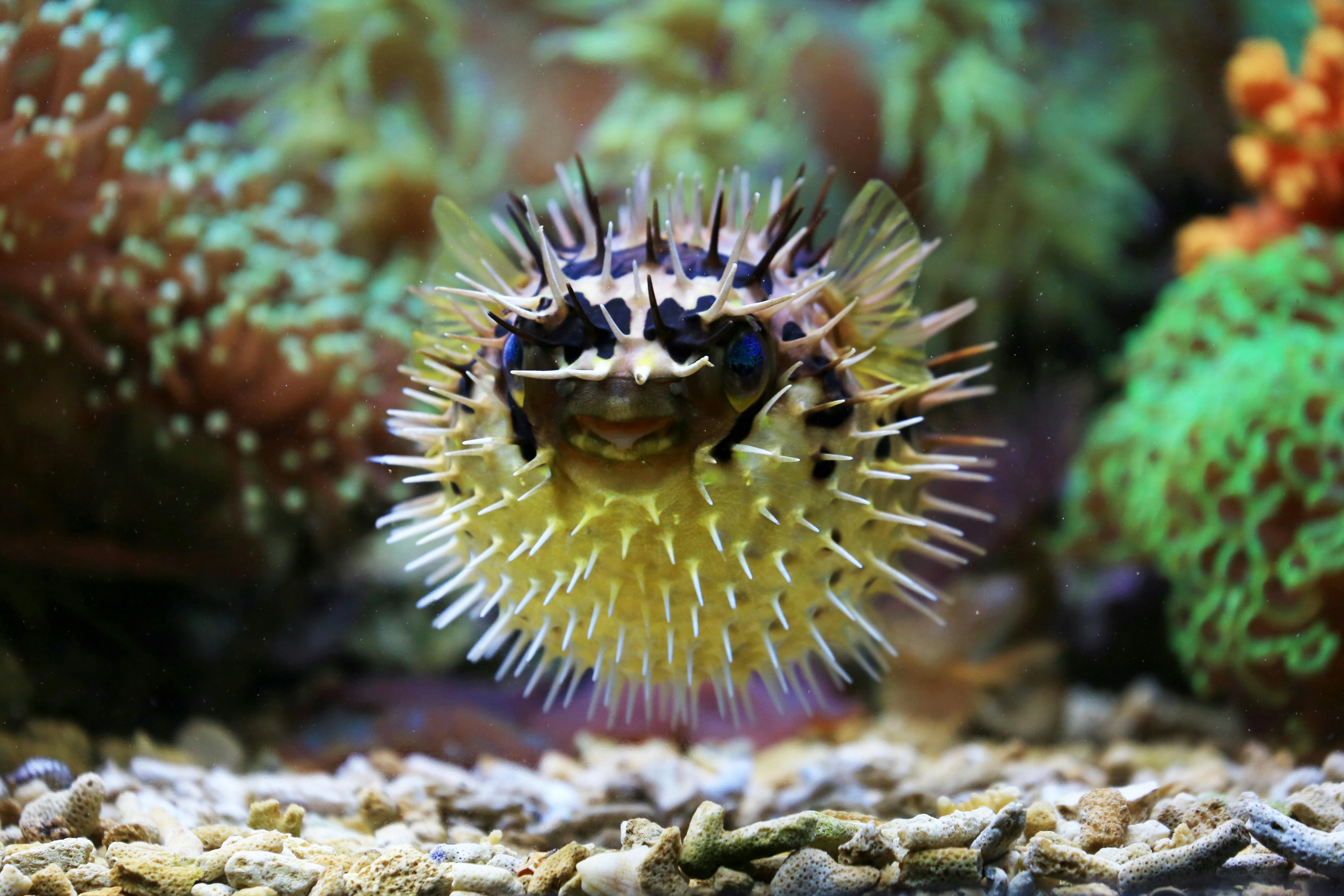 Close up of Spiky Fish · Free Stock Photo