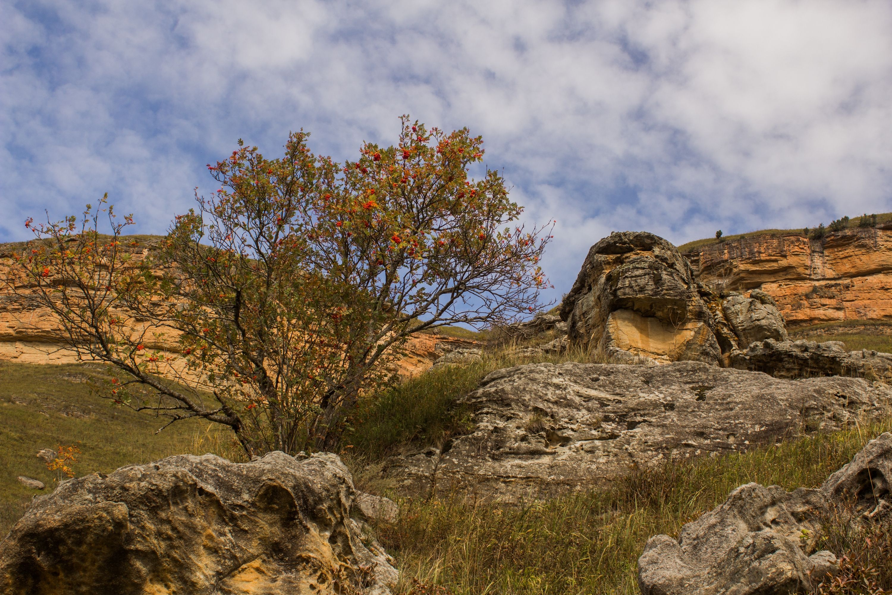 Tree among Rocks · Free Stock Photo