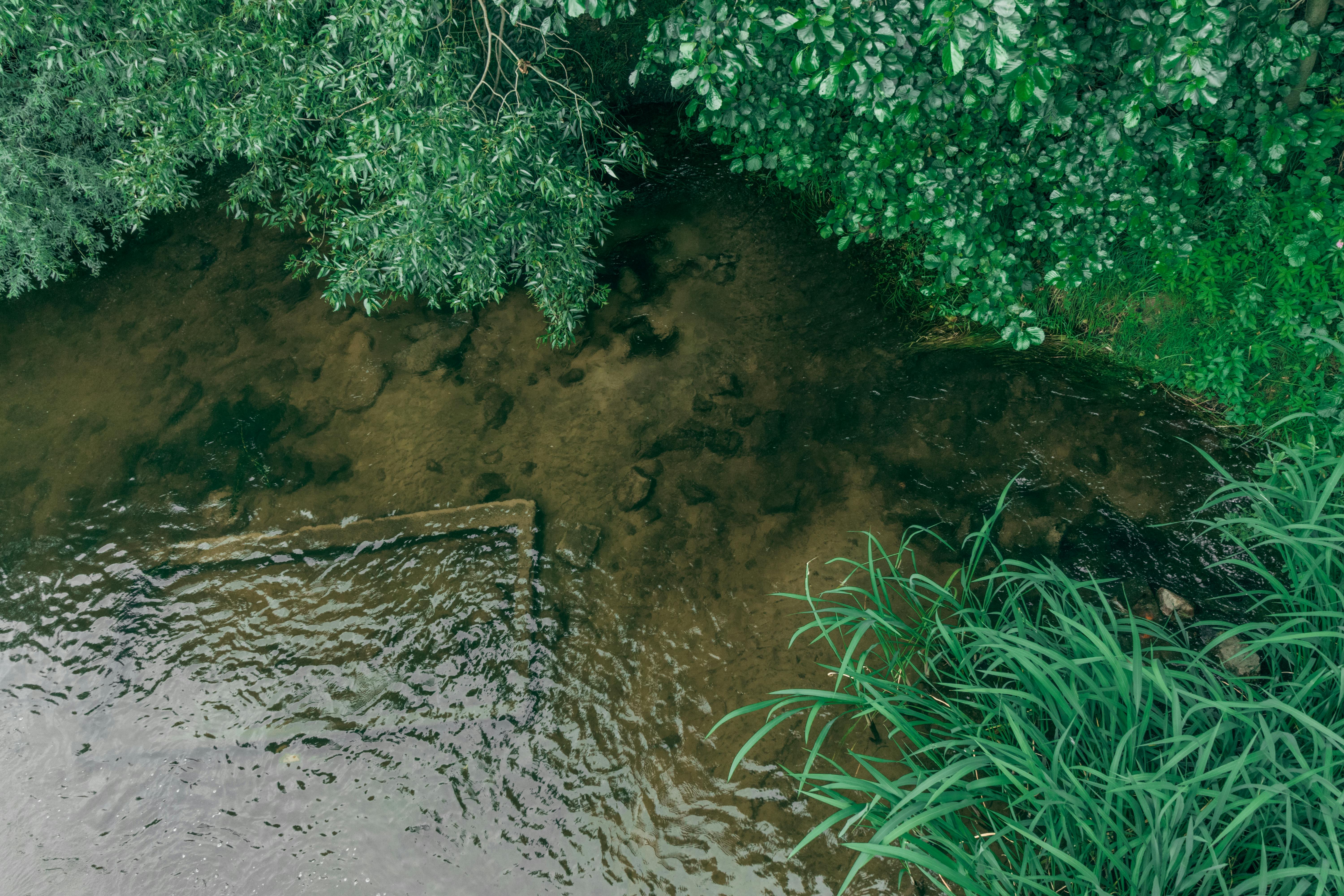 Green Moss on Rocks in the Lake · Free Stock Photo