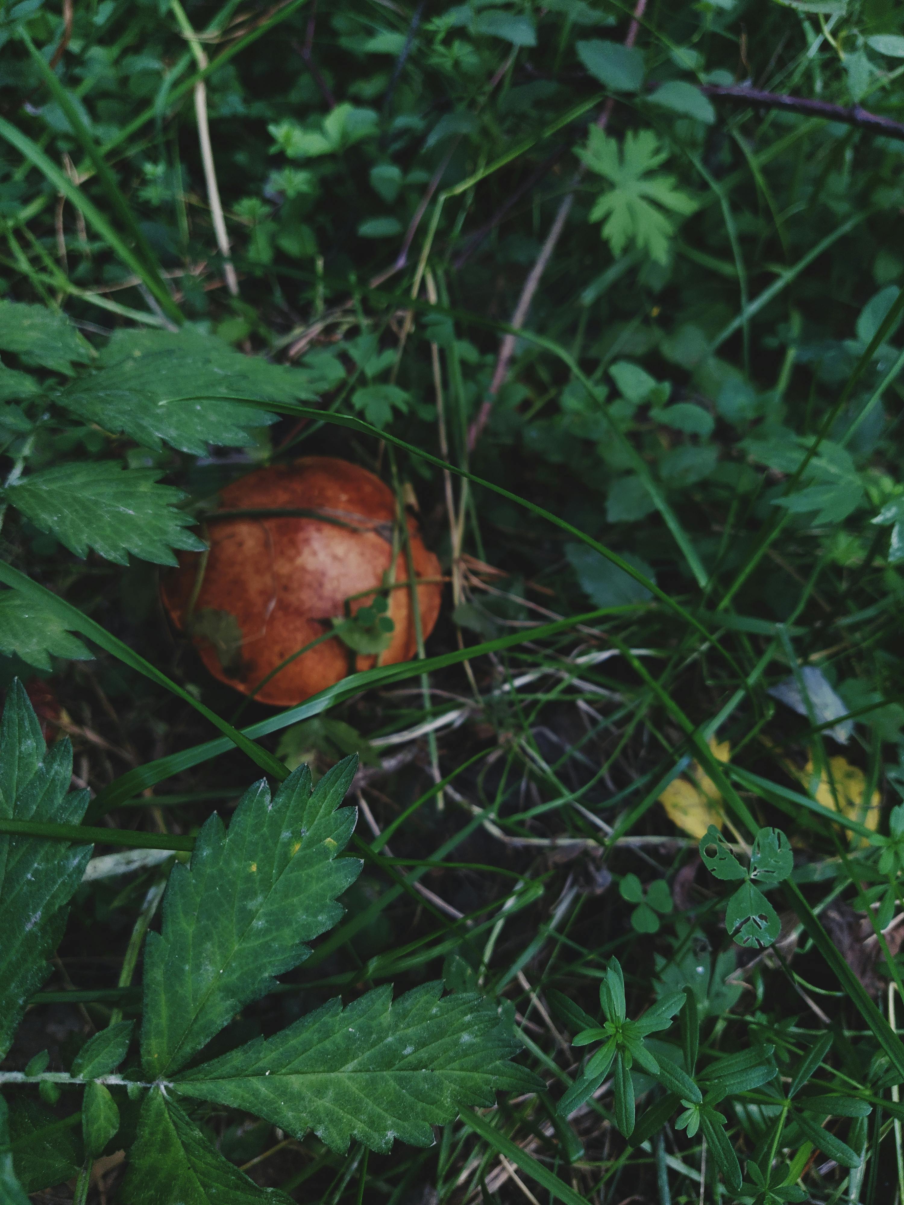 Green Lead Plant · Free Stock Photo