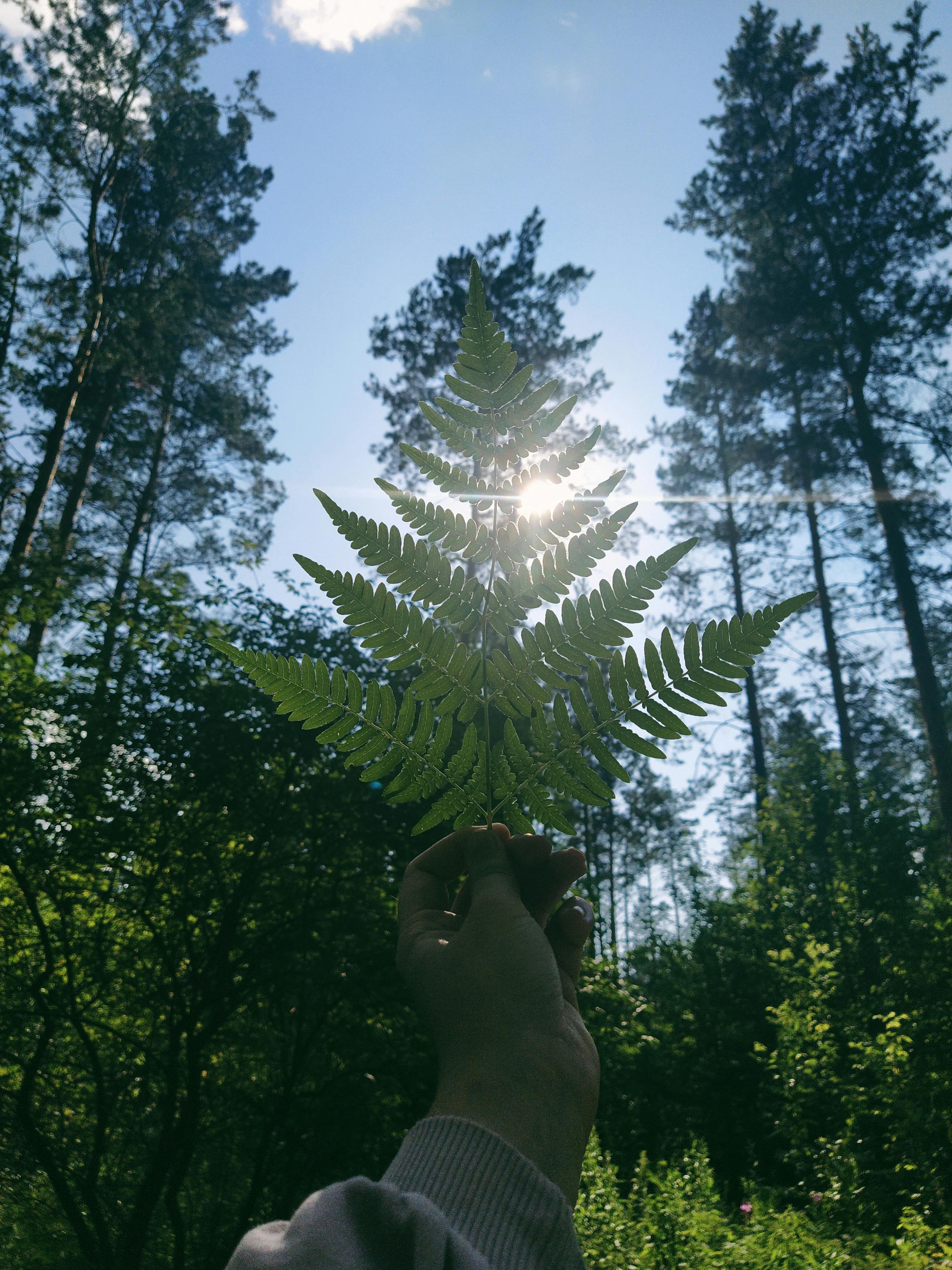 Foto de stock gratuita sobre arboles, bosque, cielo limpio, de cerca ...