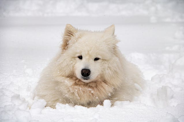 Samoyed Dog Snow: Winter Weather Tips for Happy Healthy Pups