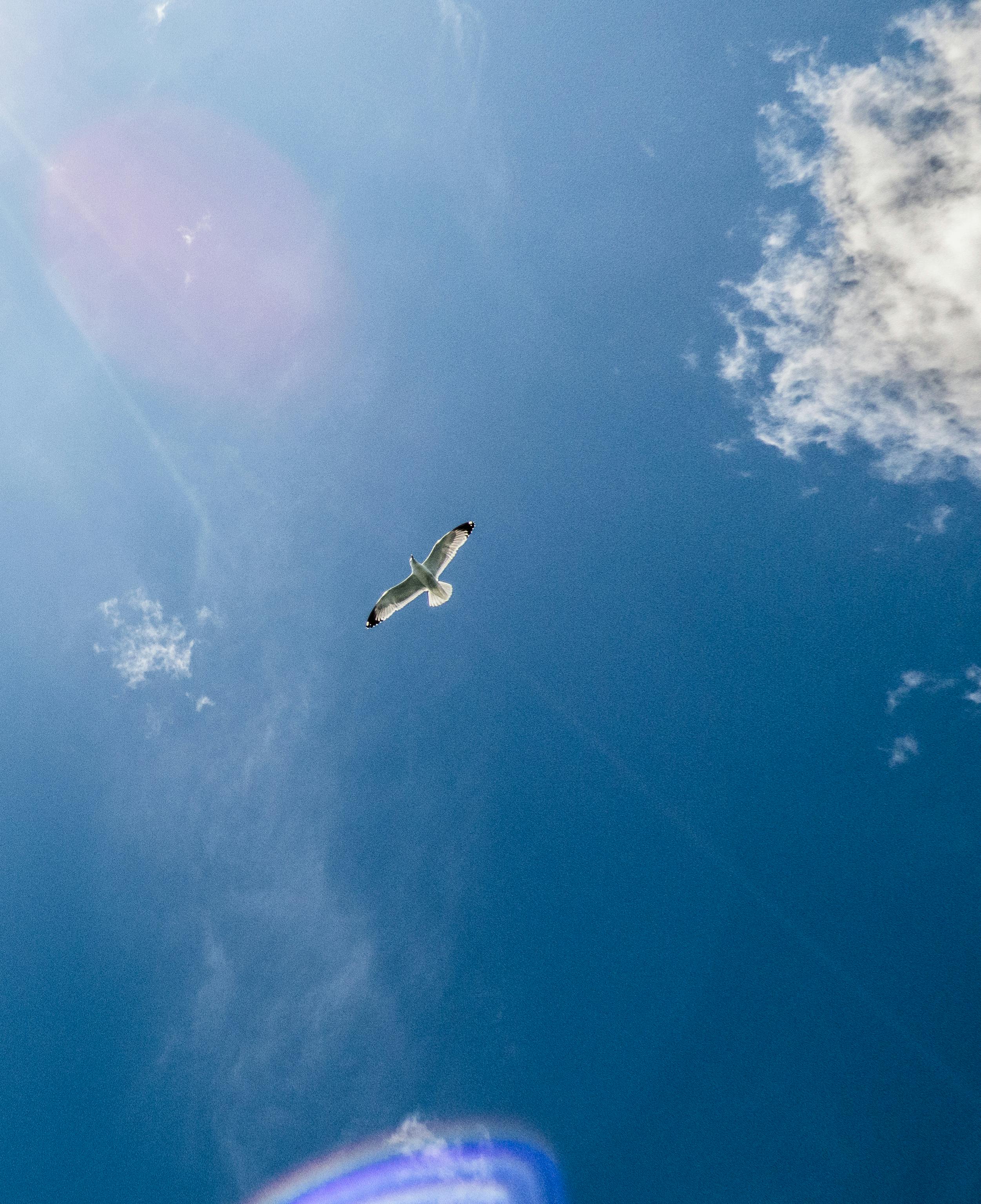 A Low Angle Shot of a Flying Bird · Free Stock Photo