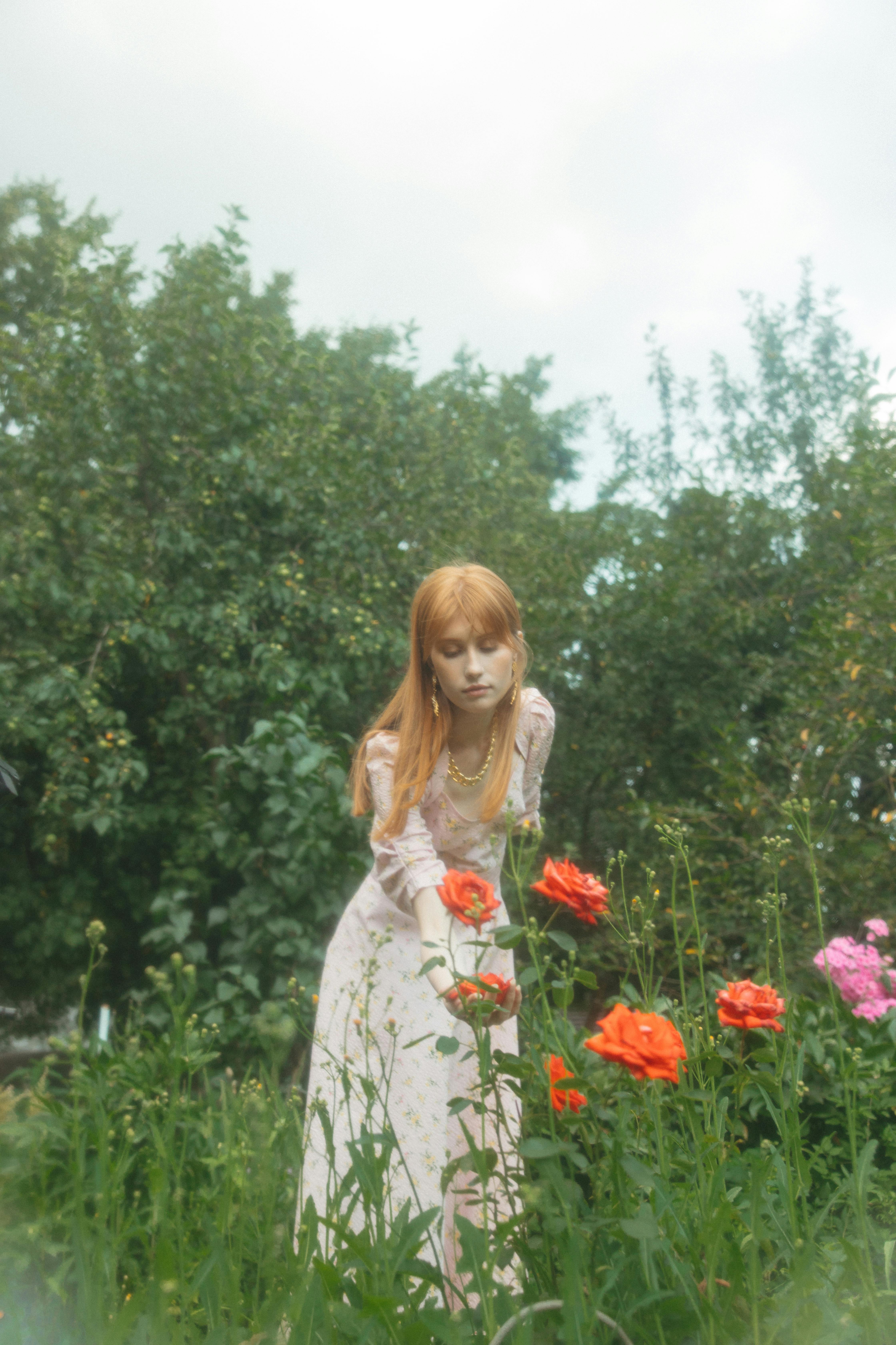 Picking Roses Photos, Download The BEST Free Picking Roses Stock Photos ...