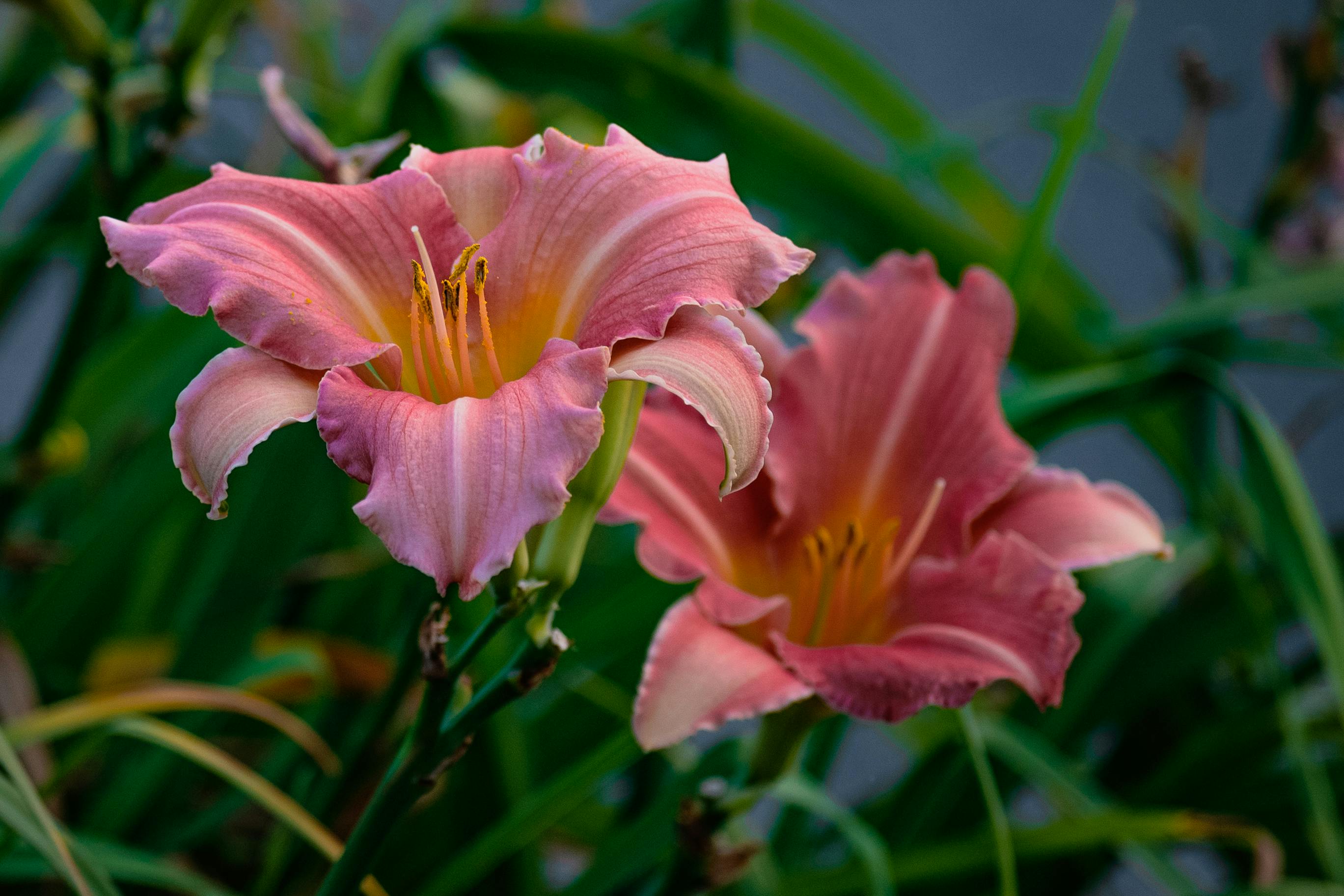 Beautiful Blooming Lilies · Free Stock Photo