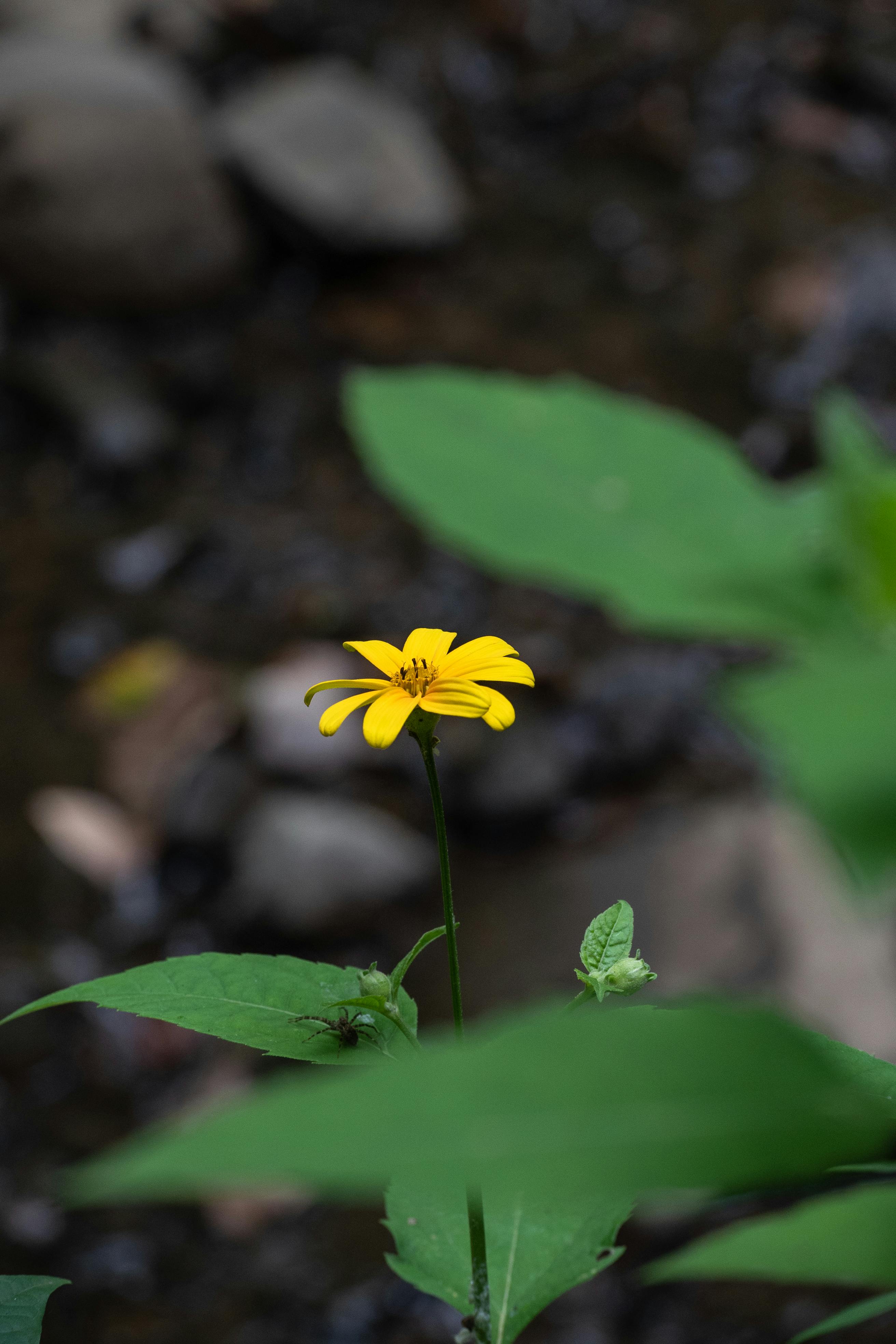 Aspilia Photos, Download The BEST Free Aspilia Stock Photos & HD Images